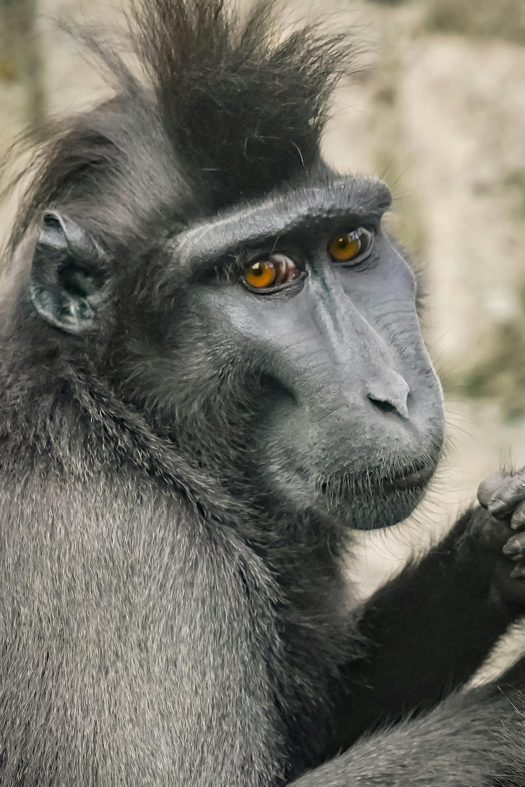 Closeup Photo of Primate · Free Stock Photo