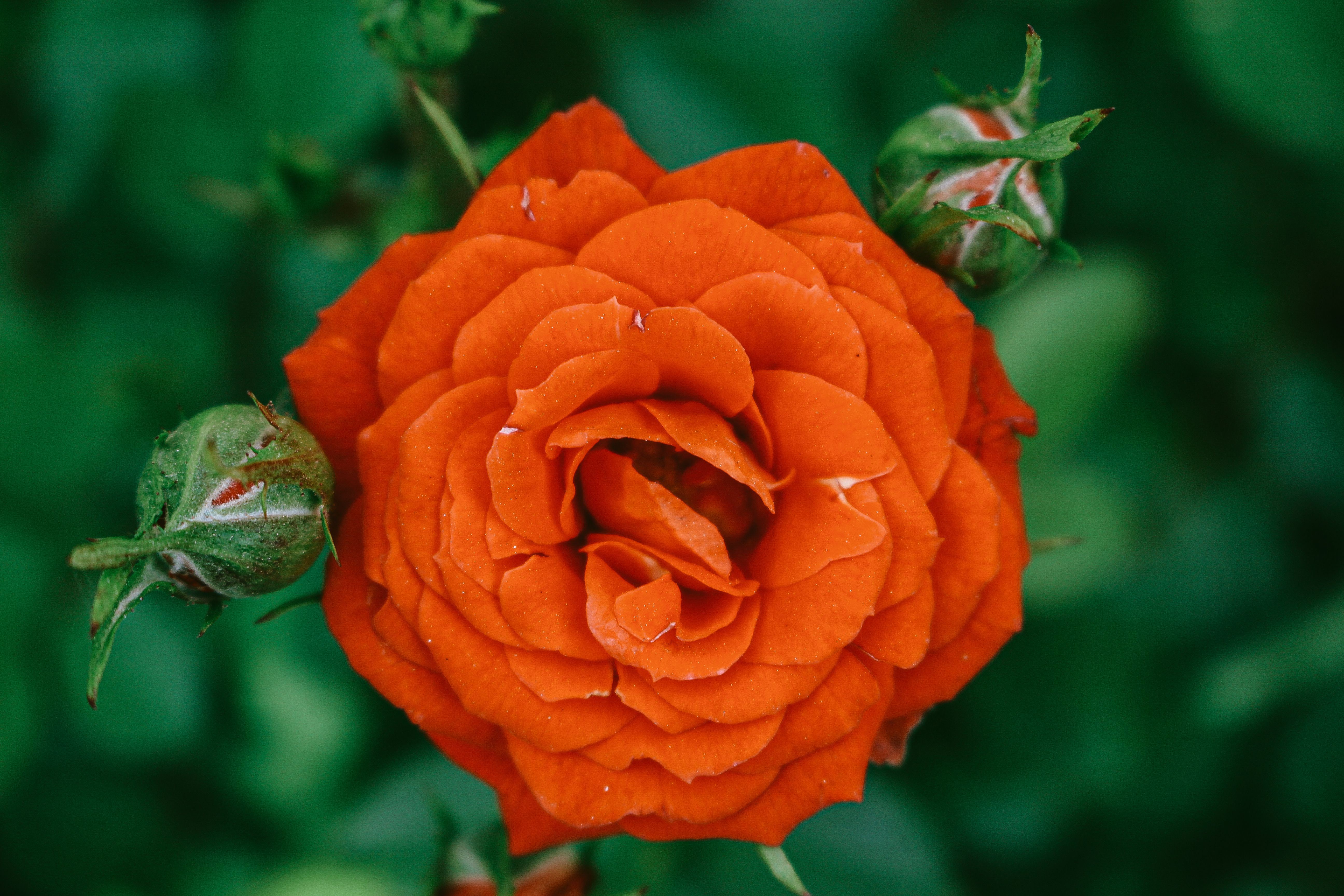 Close-up Photography of Pink English Rose Flower · Free Stock Photo