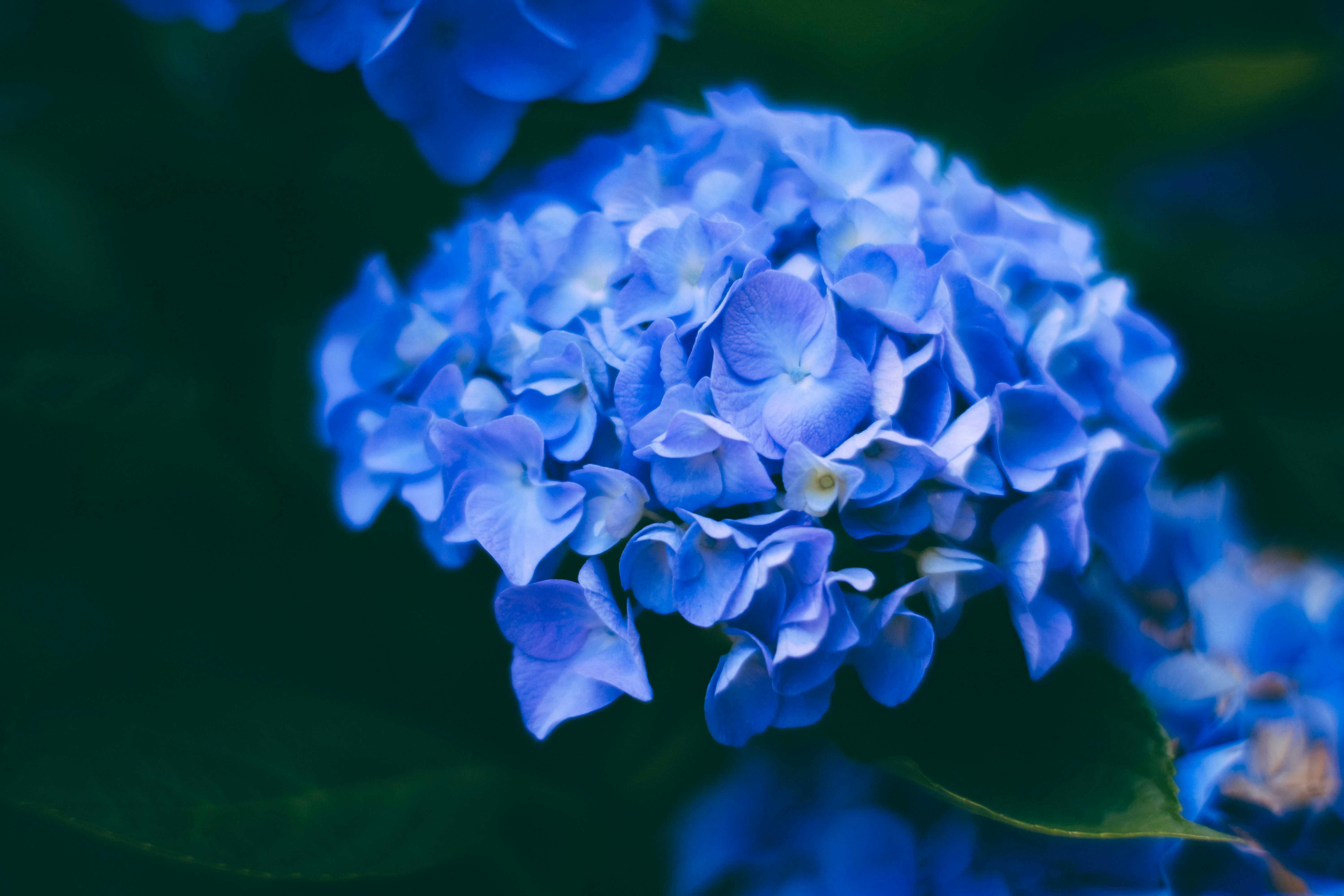 Amazing blue hydrangea flower in garden · Free Stock Photo