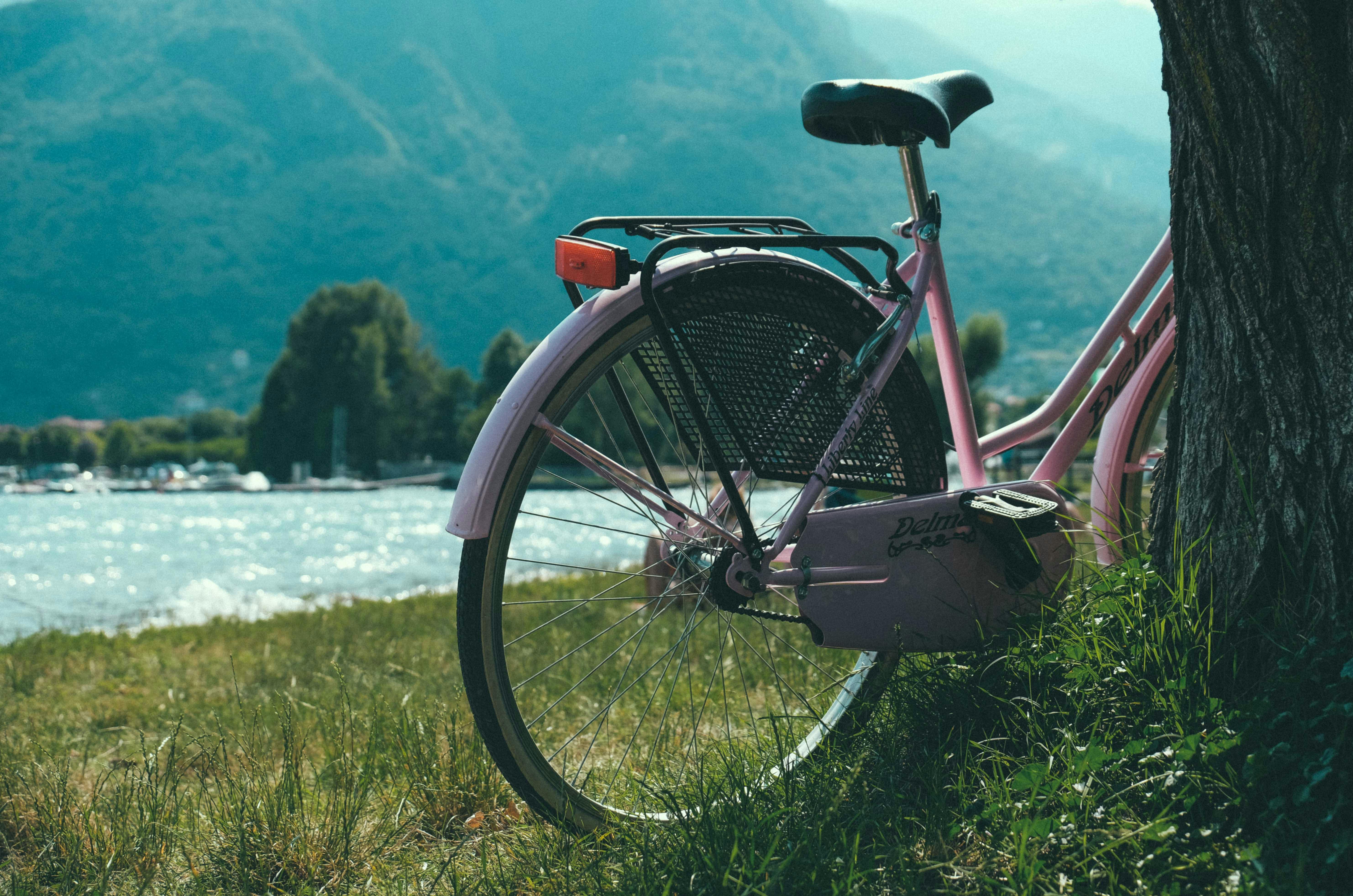 Bicycle parked near tree on picturesque lakeside · Free Stock Photo