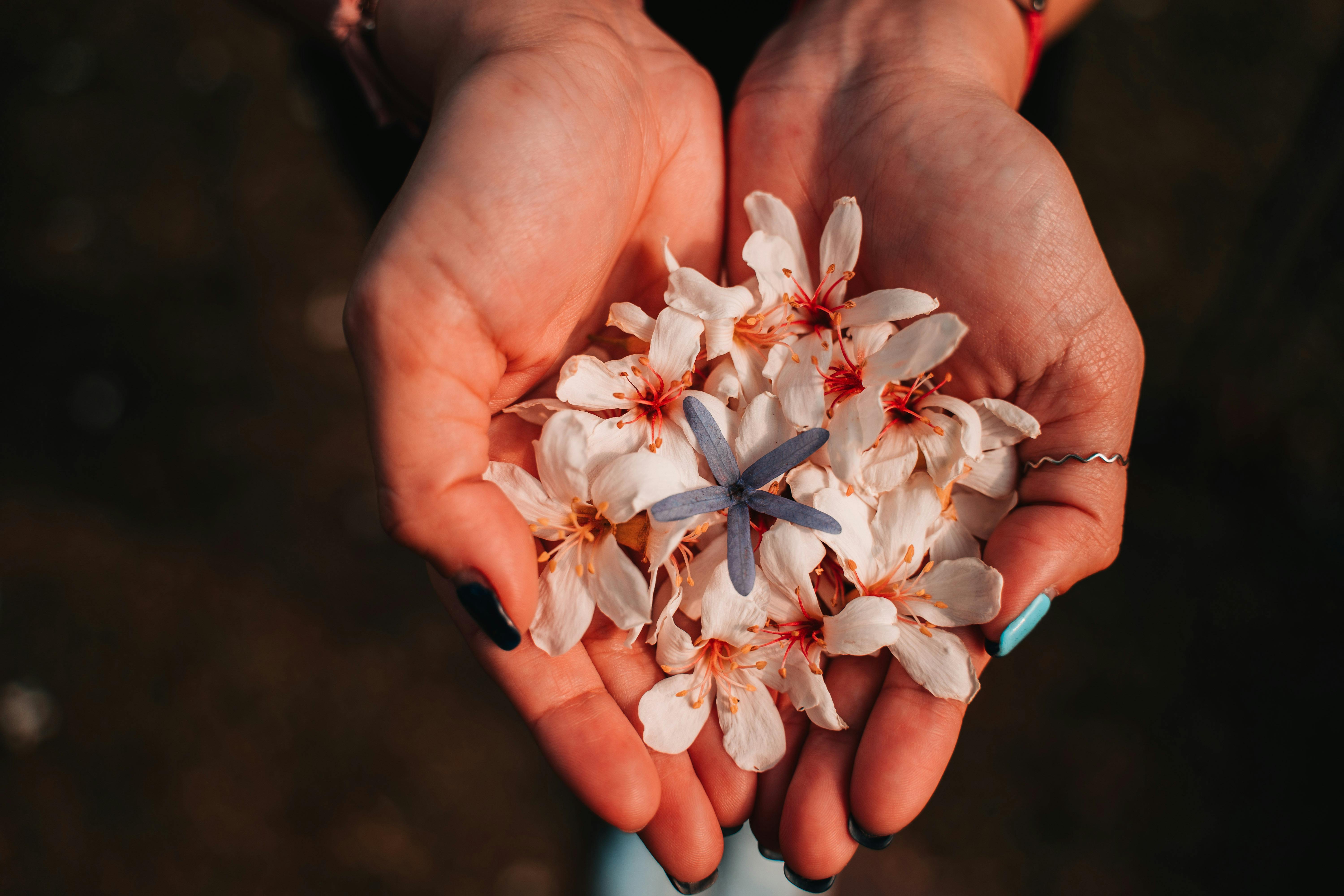 Hand Touching Flower · Free Stock Photo
