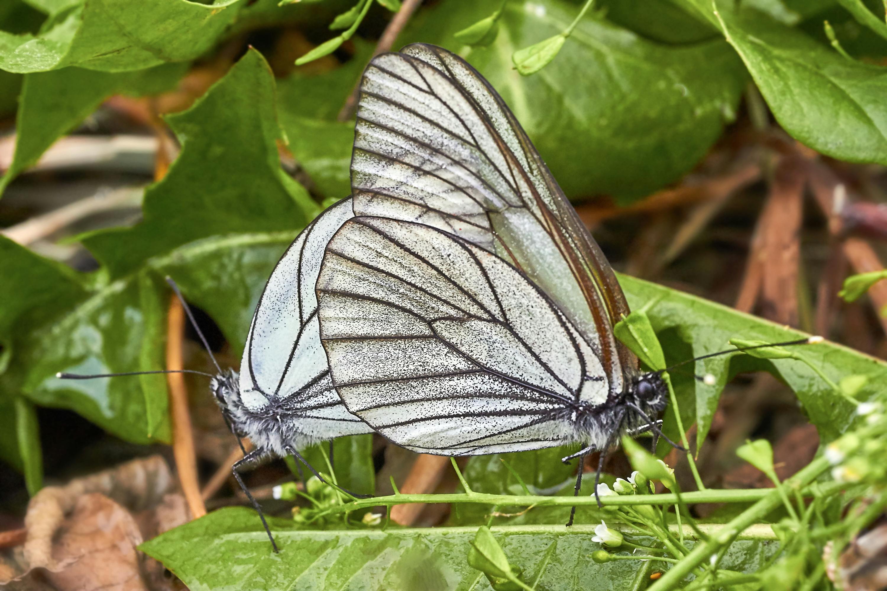 Victor - Photography