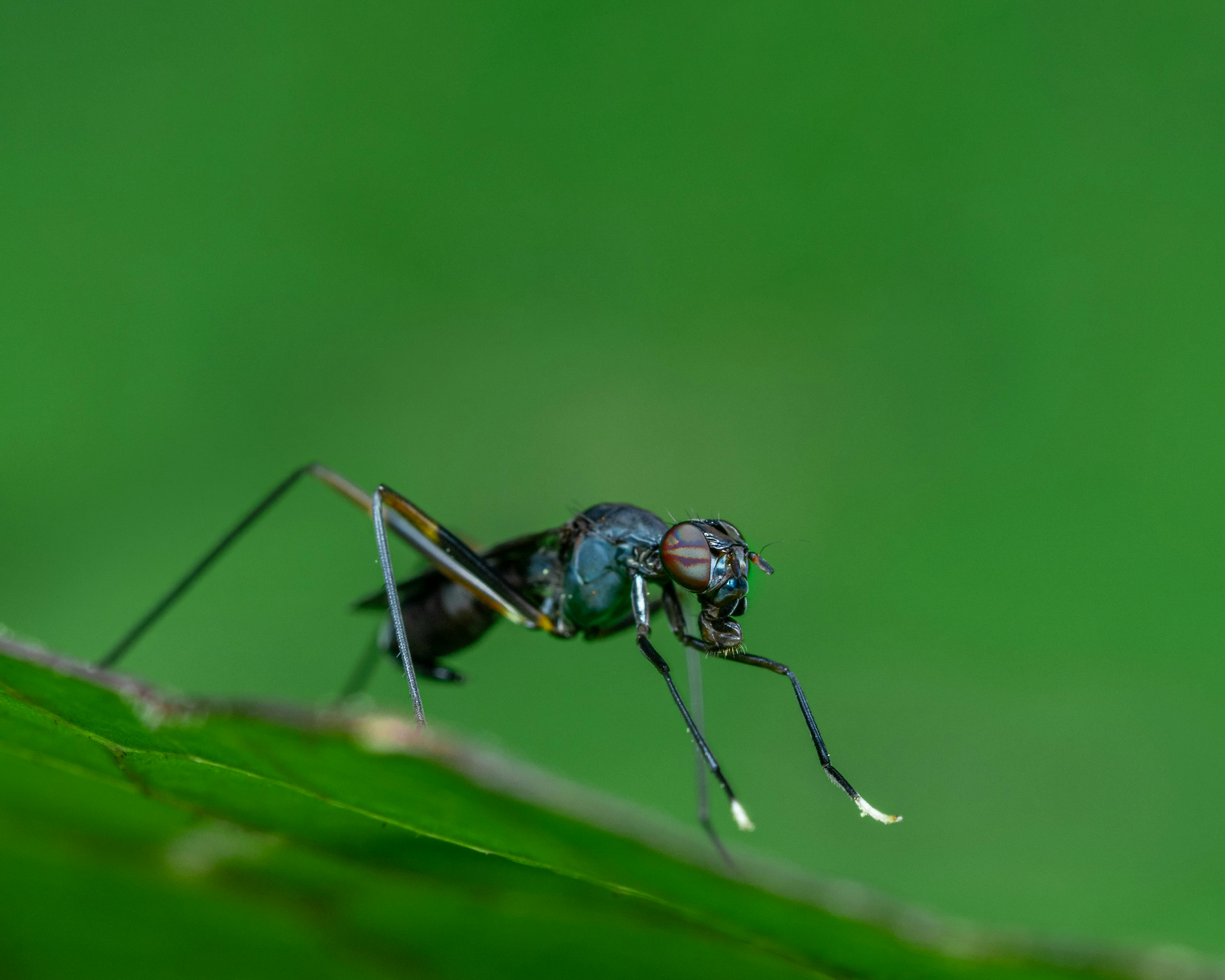 Insect crawling on plant in nature · Free Stock Photo