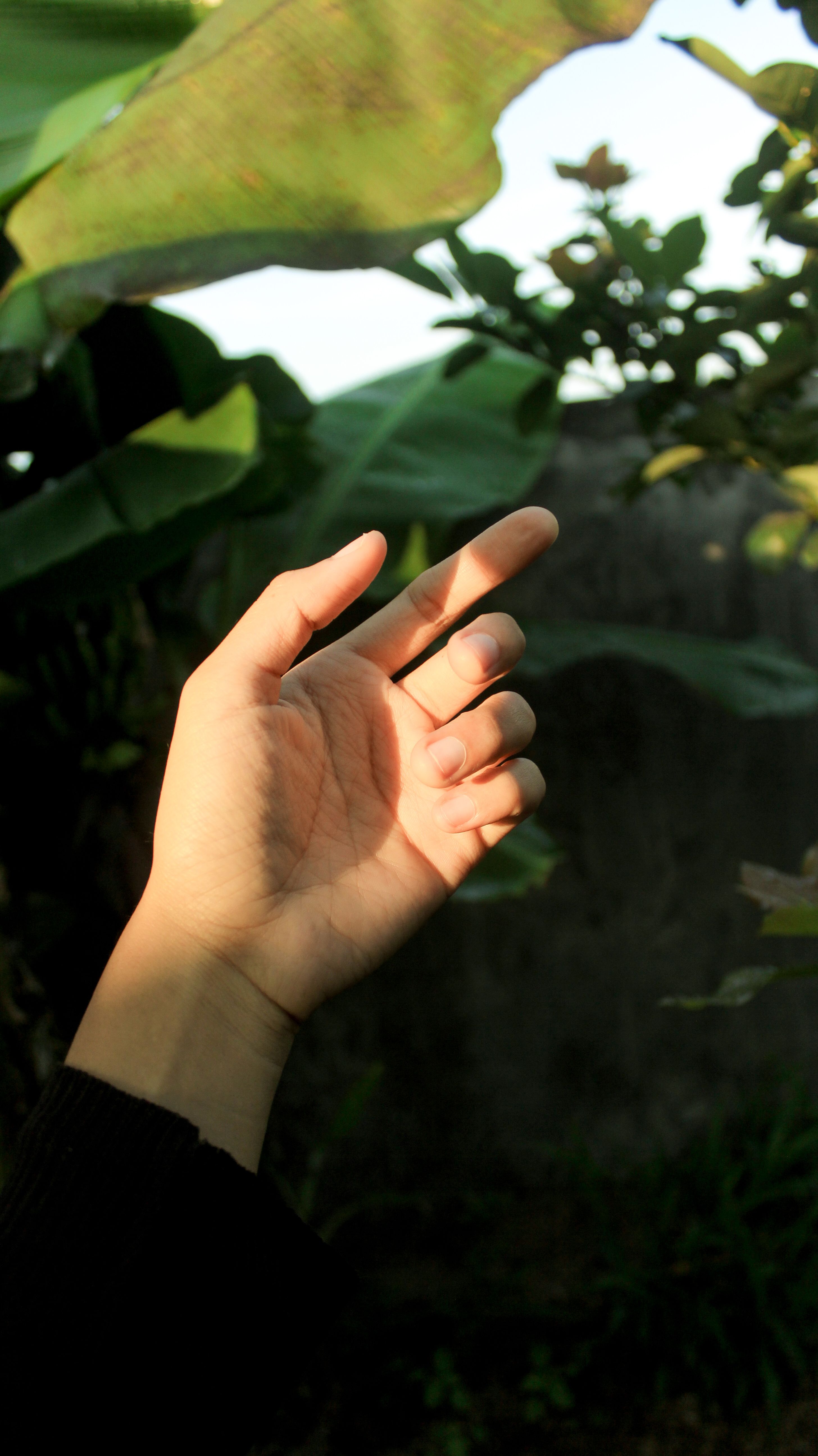 Hand Among Leaves · Free Stock Photo