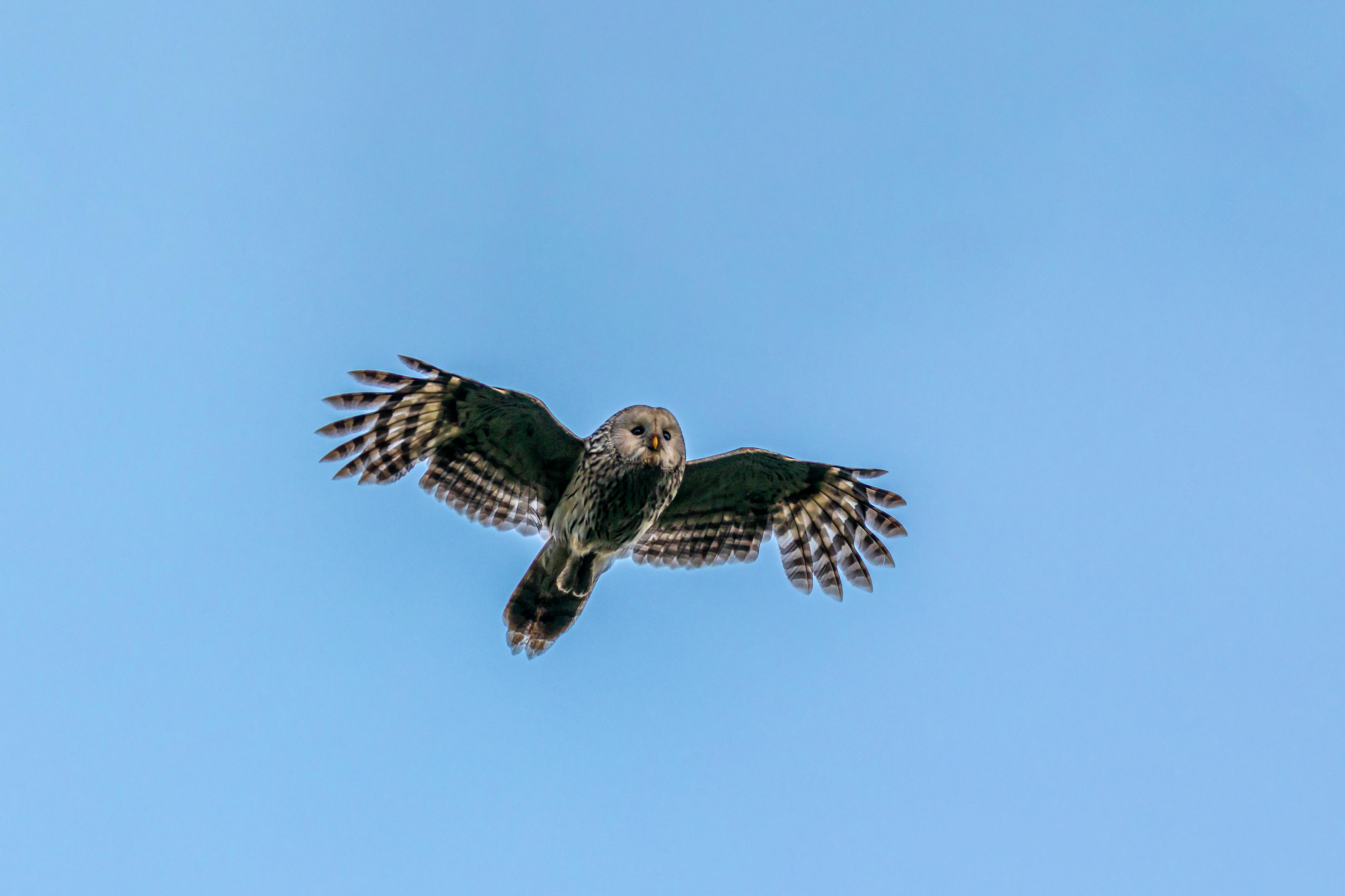 A Ural Owl Flying · Free Stock Photo