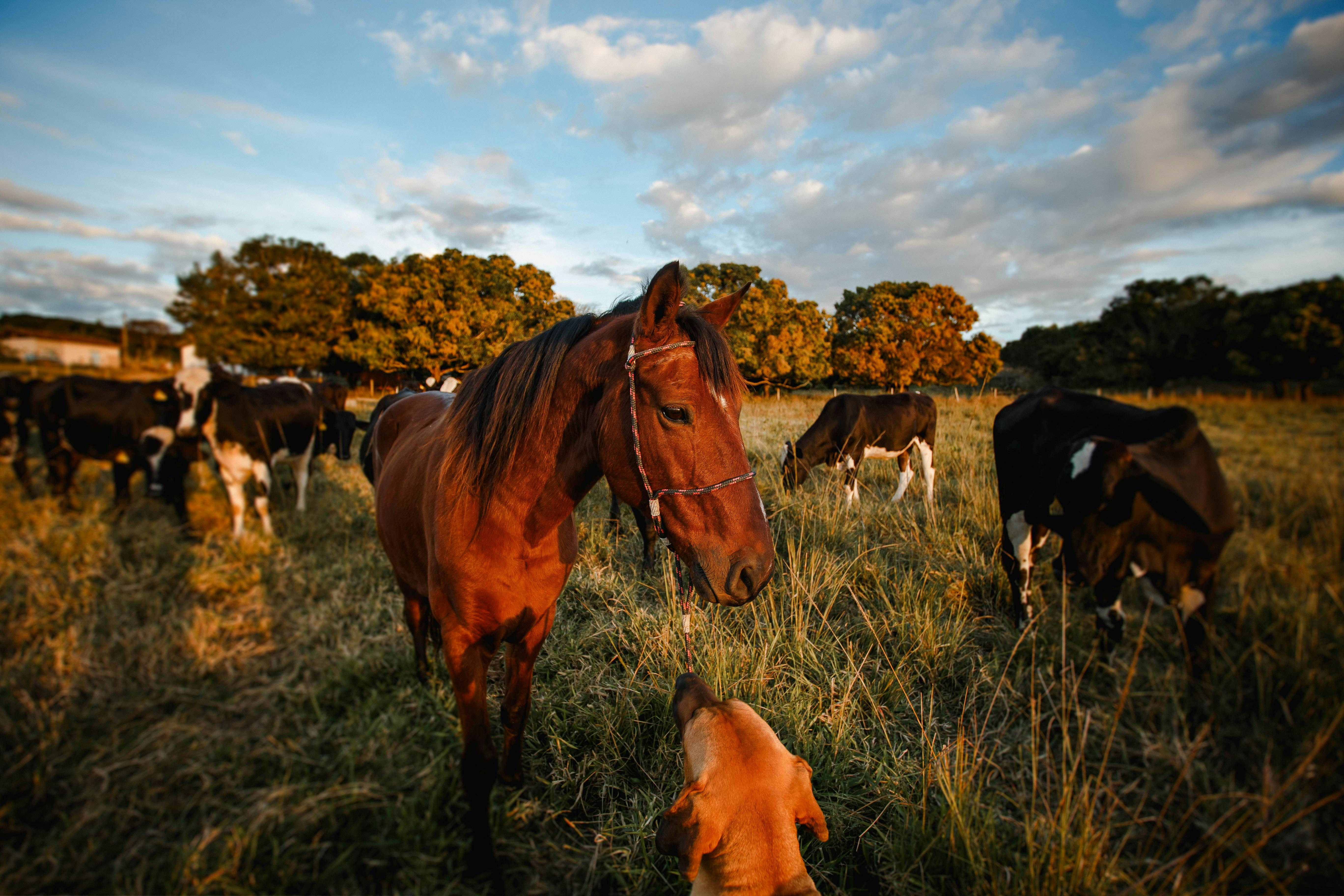 Animals grazing in green meadow · Free Stock Photo