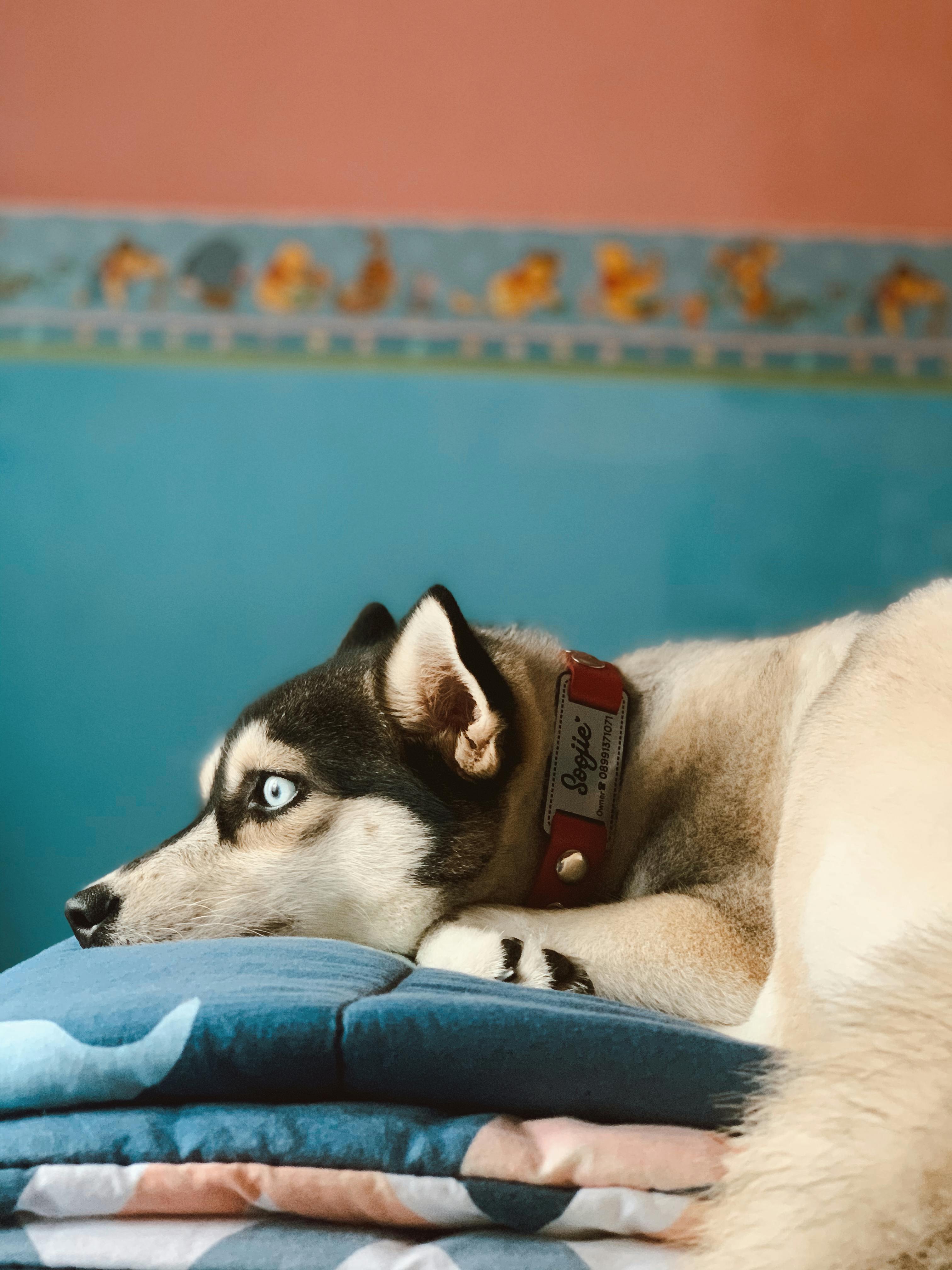 Røde Siberian Husky Valper