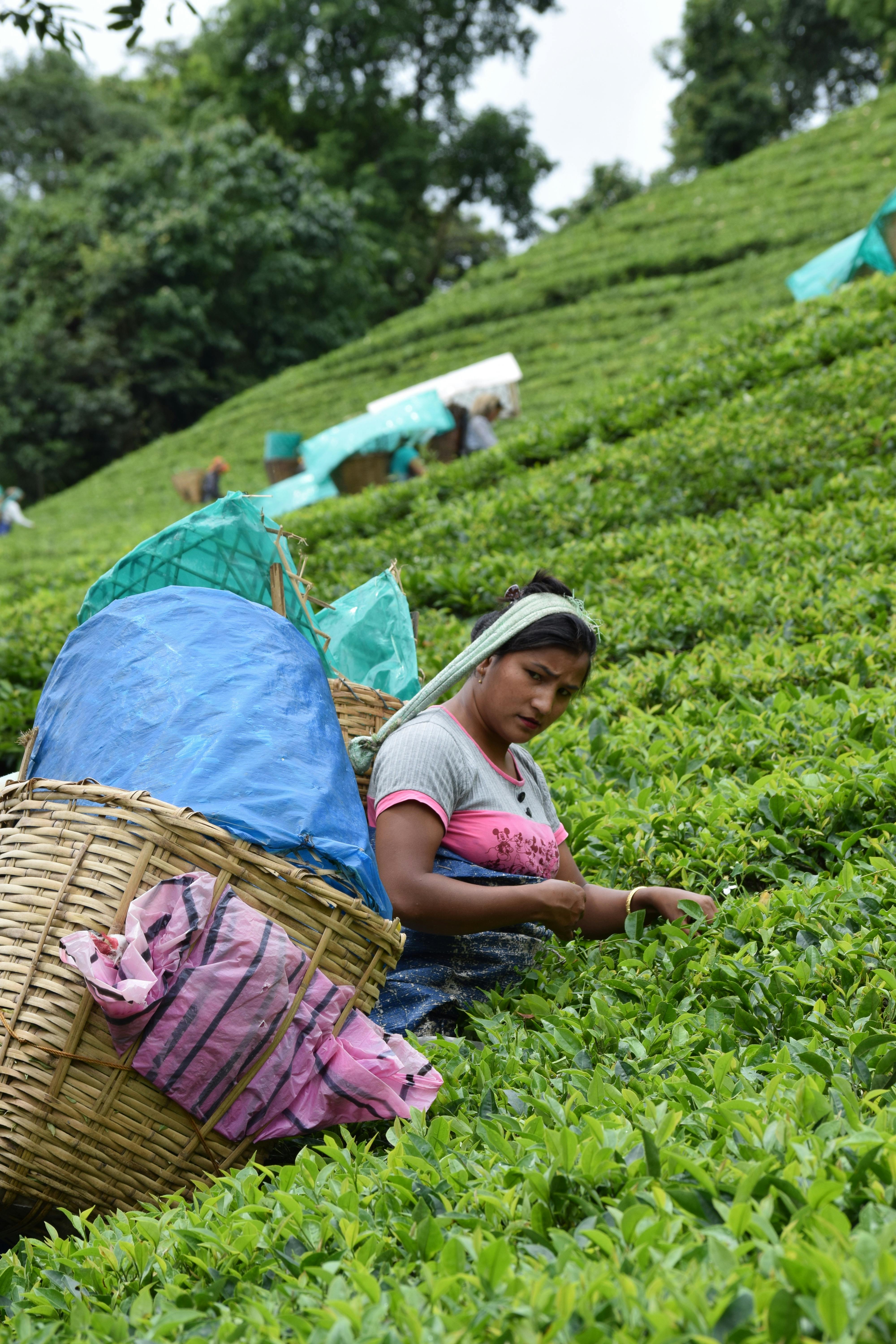 Tea Crops Photos, Download Free Tea Crops Stock Photos & HD Images