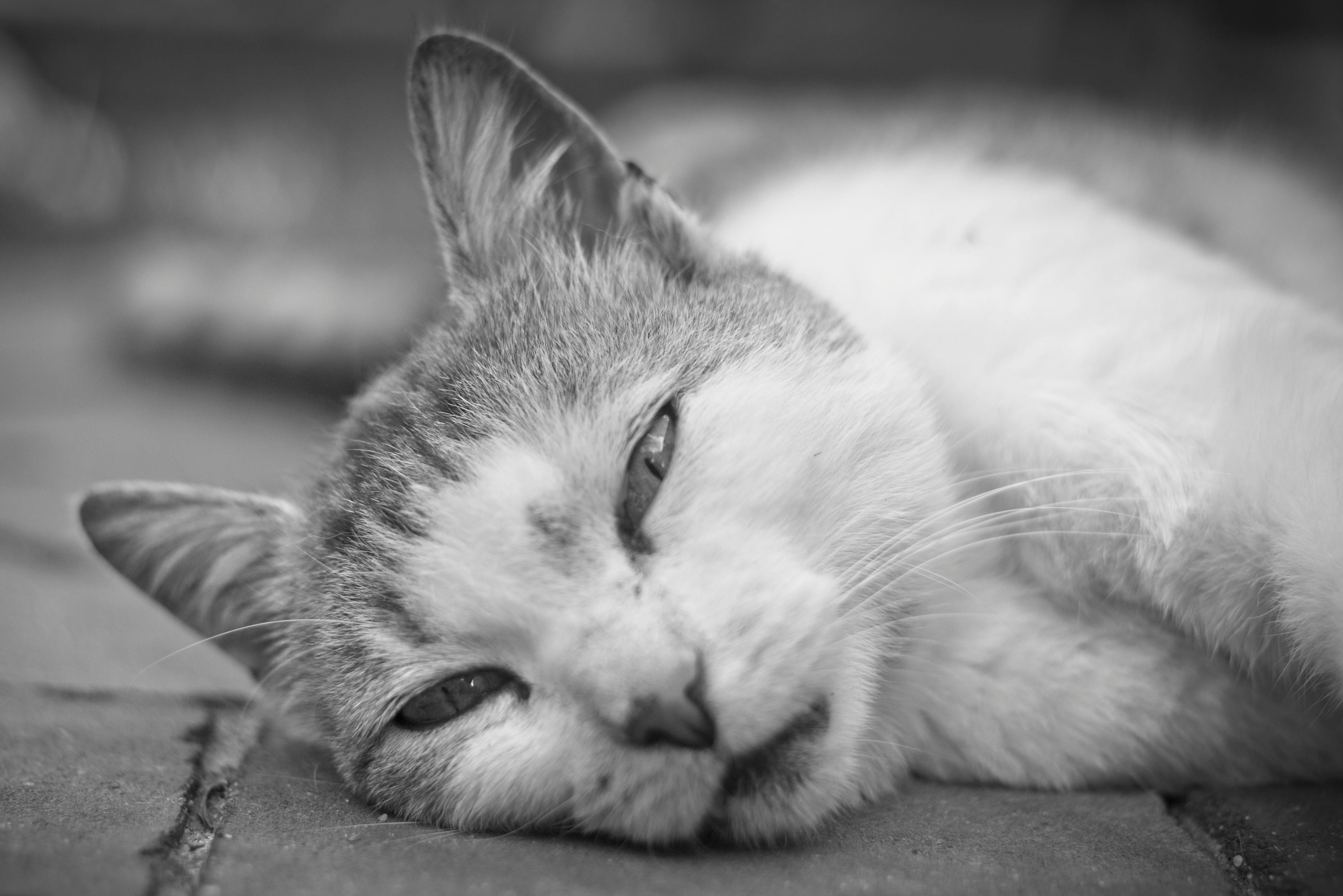 Close-up of Cat · Free Stock Photo