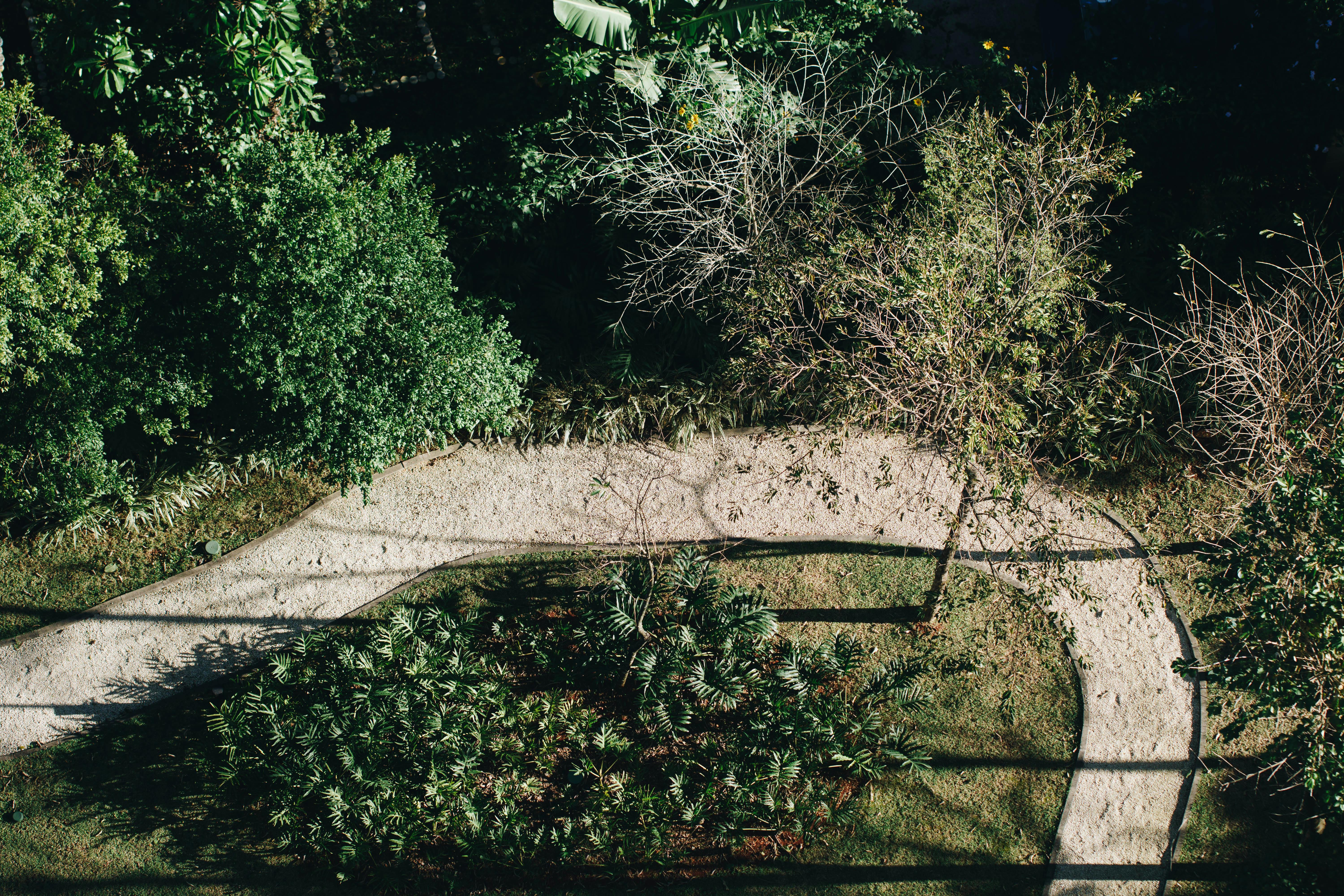 Green trees growing along footpath in park · Free Stock Photo