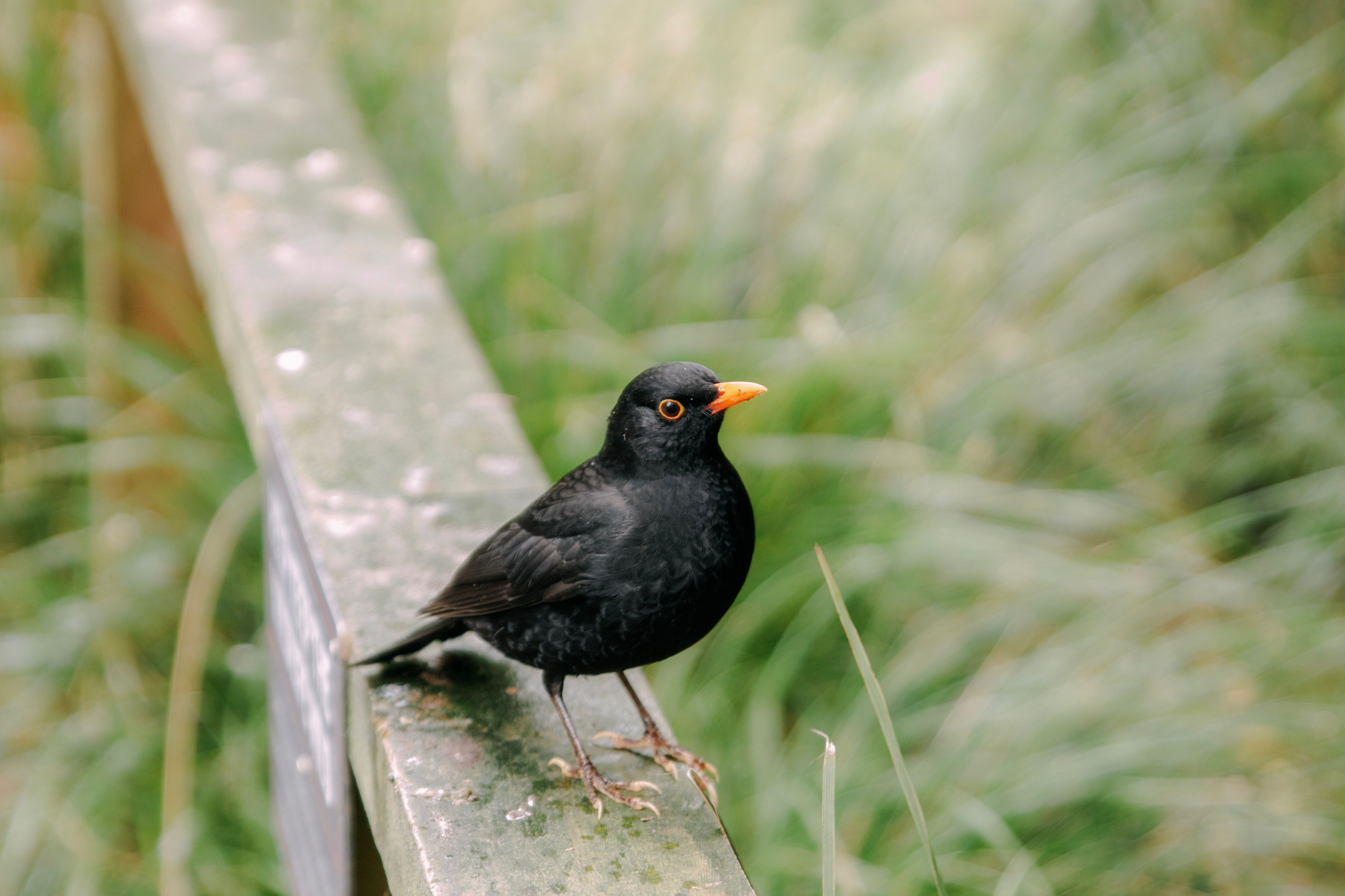 Blackbird Wallpaper Photos, Download The BEST Free Blackbird Wallpaper ...