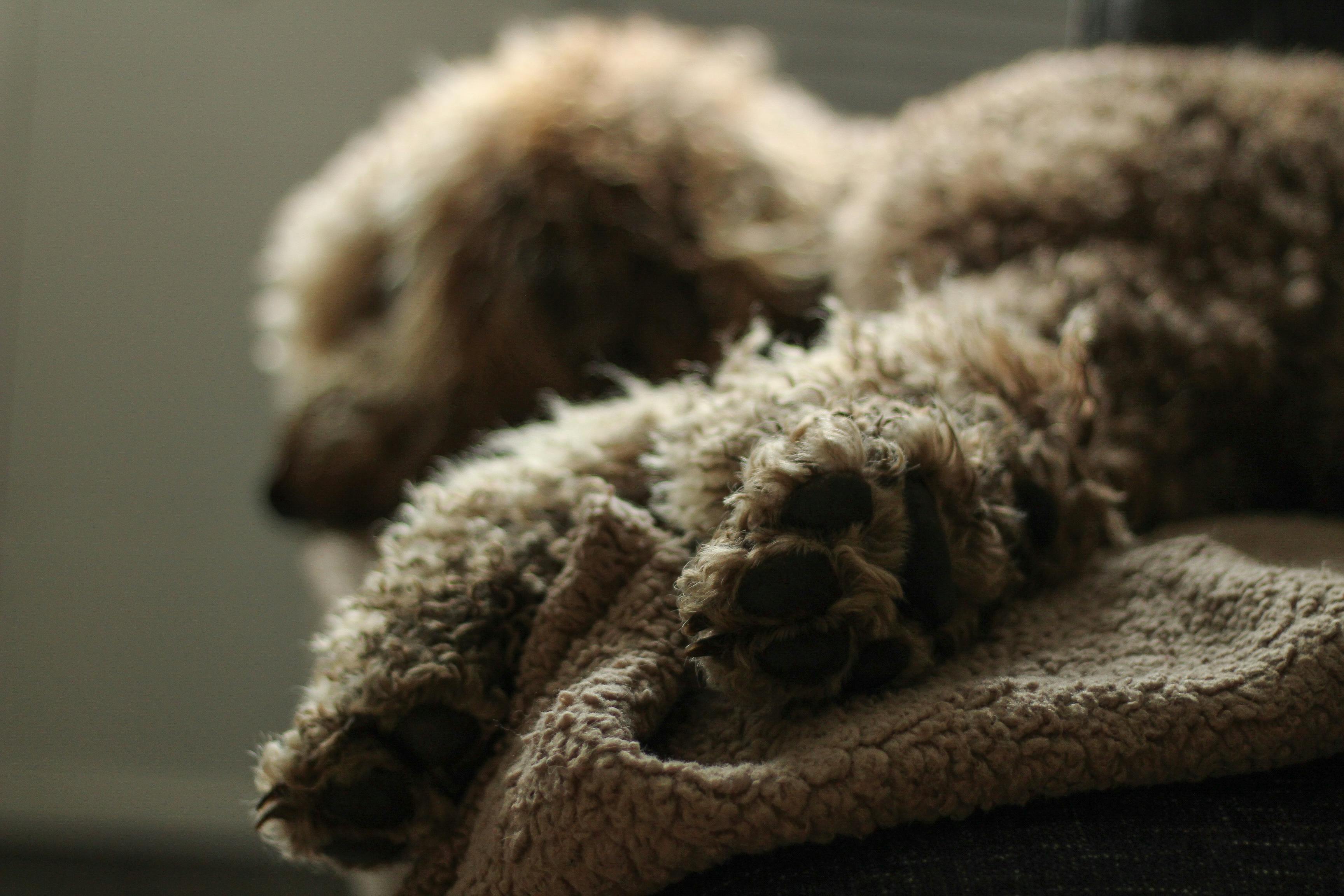 Dogs 3 Photos & Videos Collected by Miranda Lattimore