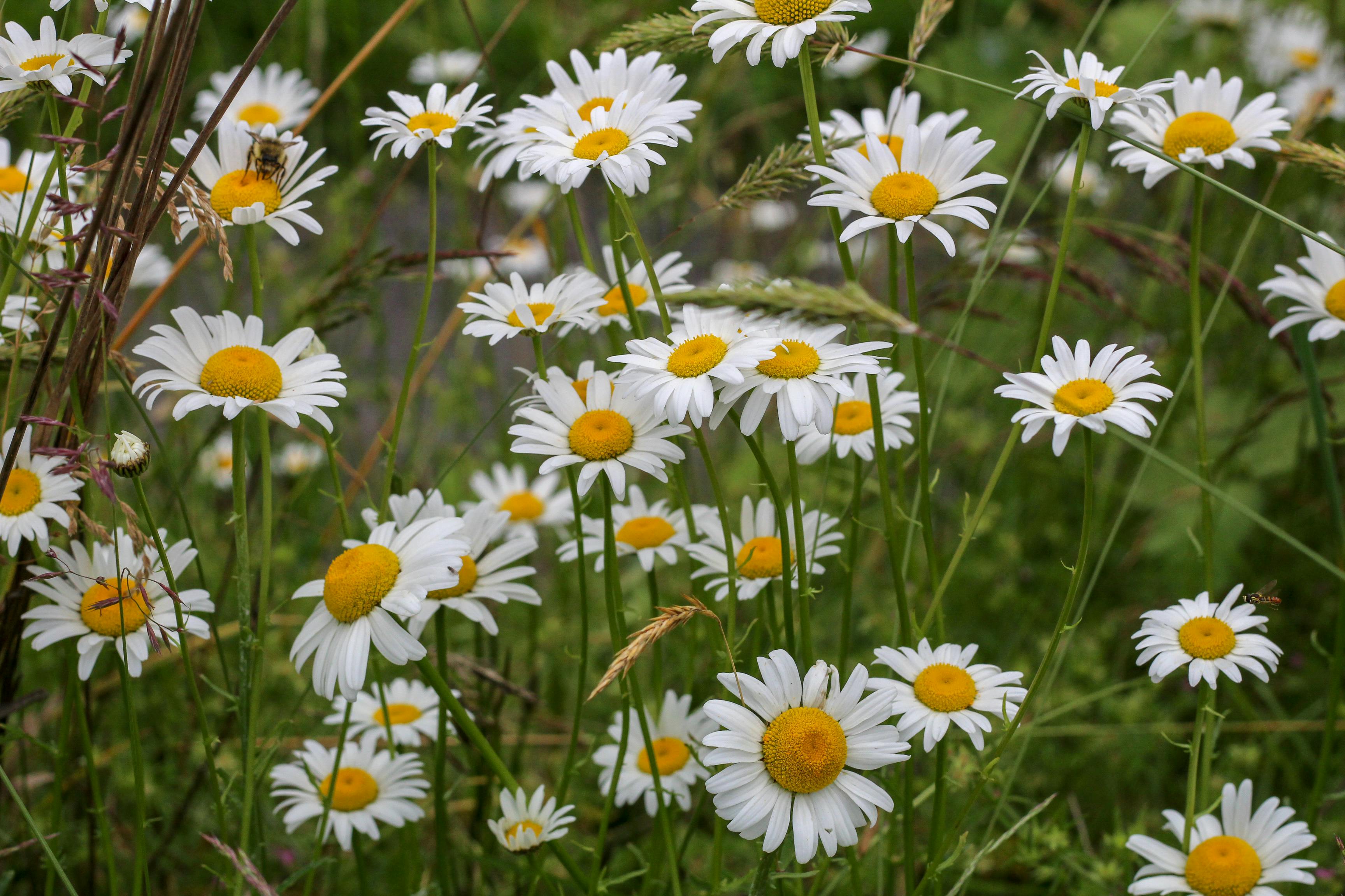 Plants and nature 10 Photos & Videos Collected by Miranda Lattimore