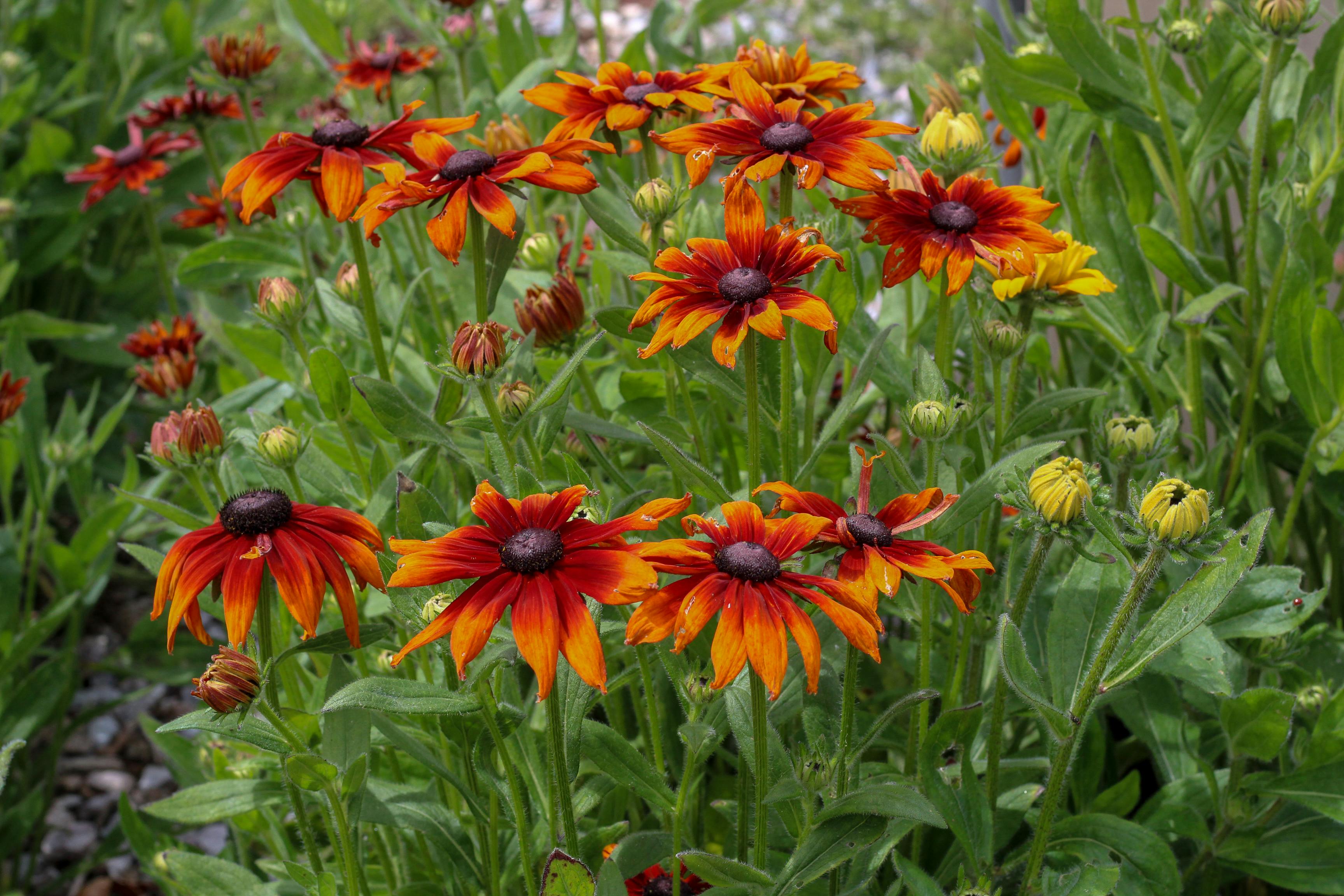 Plants and nature 10 Photos & Videos Collected by Miranda Lattimore