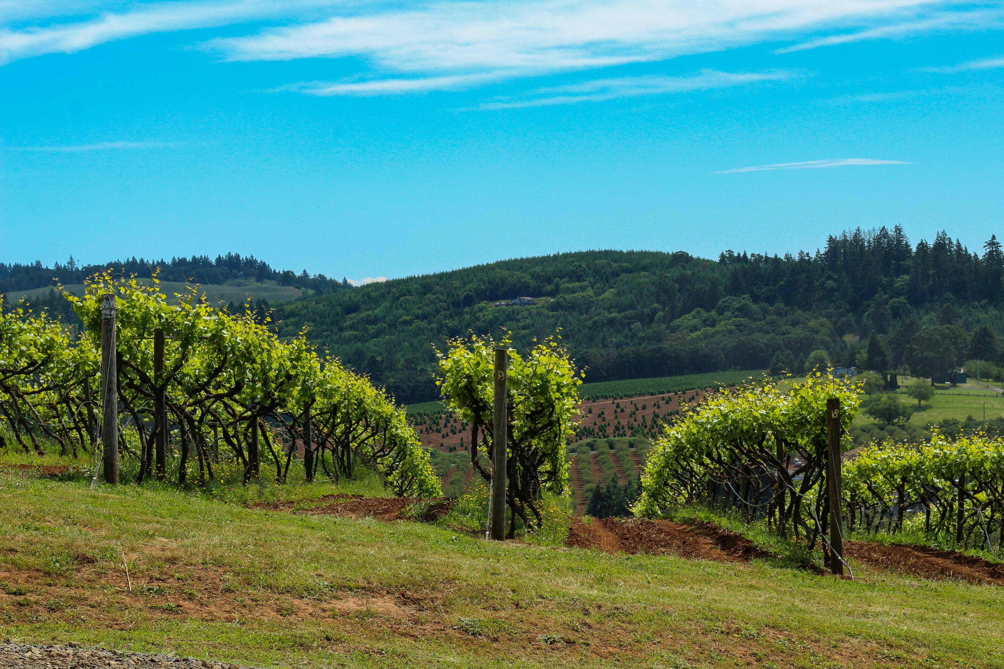 Plants and nature 10 Photos & Videos Collected by Miranda Lattimore