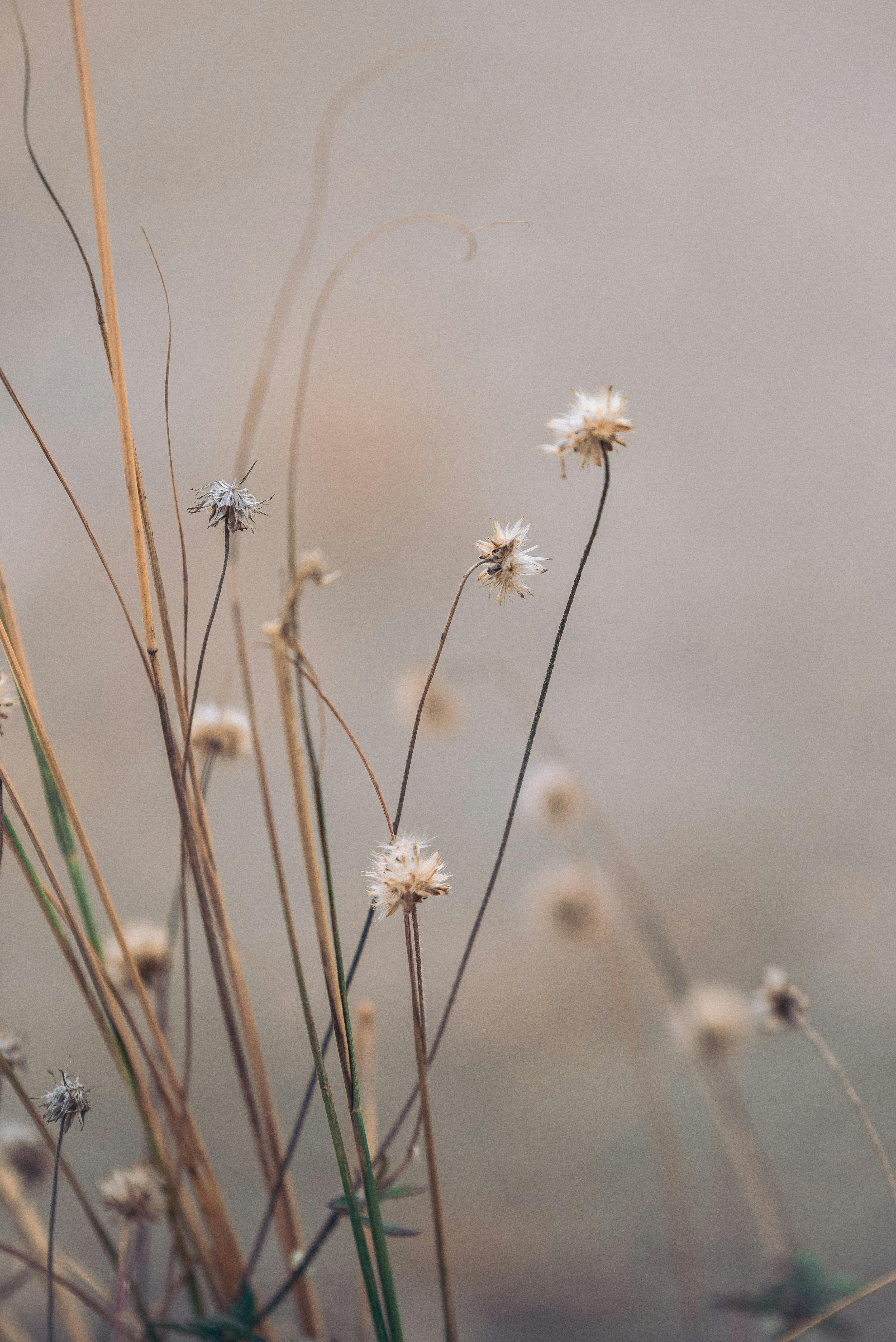 Plants and Bridge under Fog · Free Stock Photo