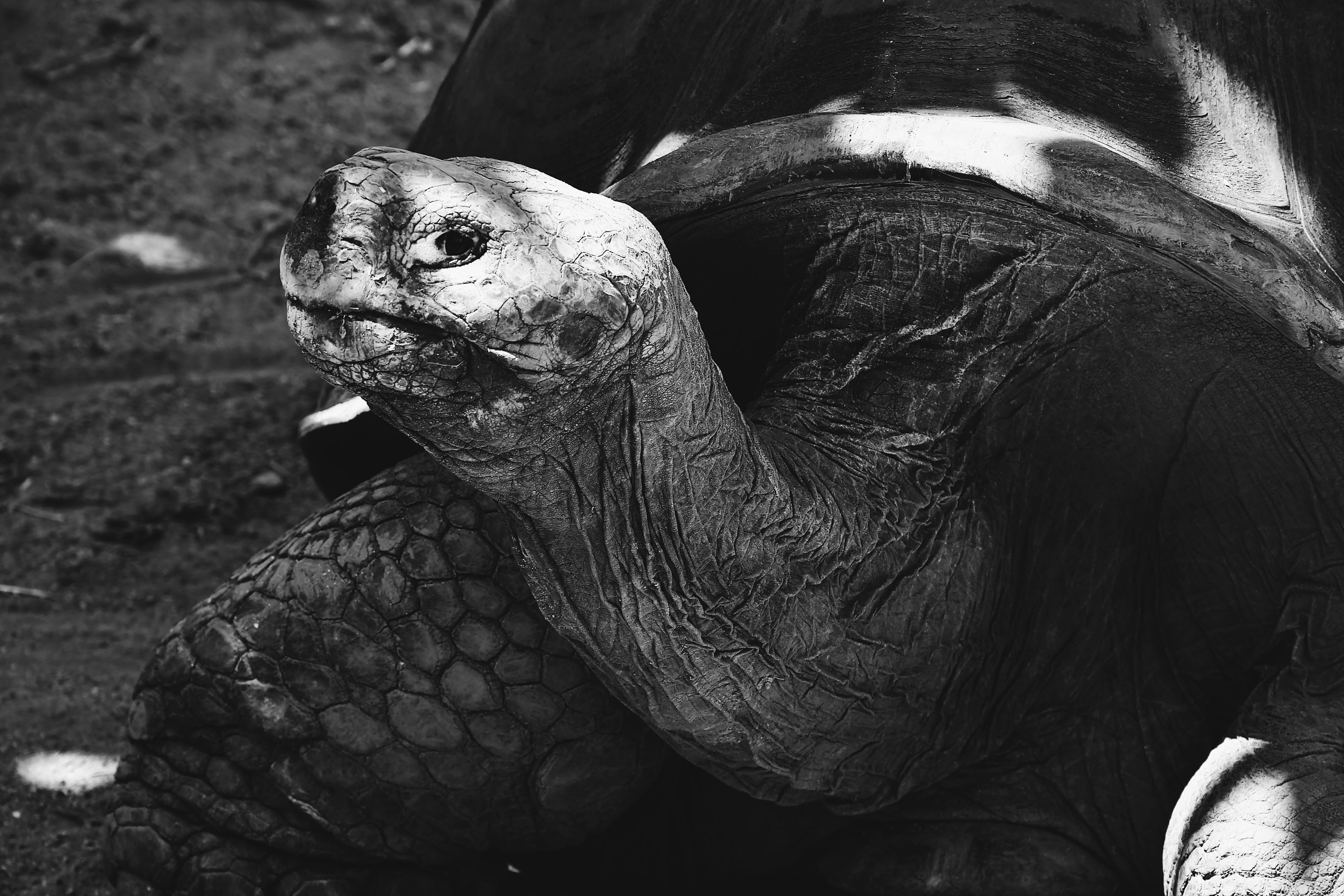 Black and White Photograph of a Tortoise · Free Stock Photo