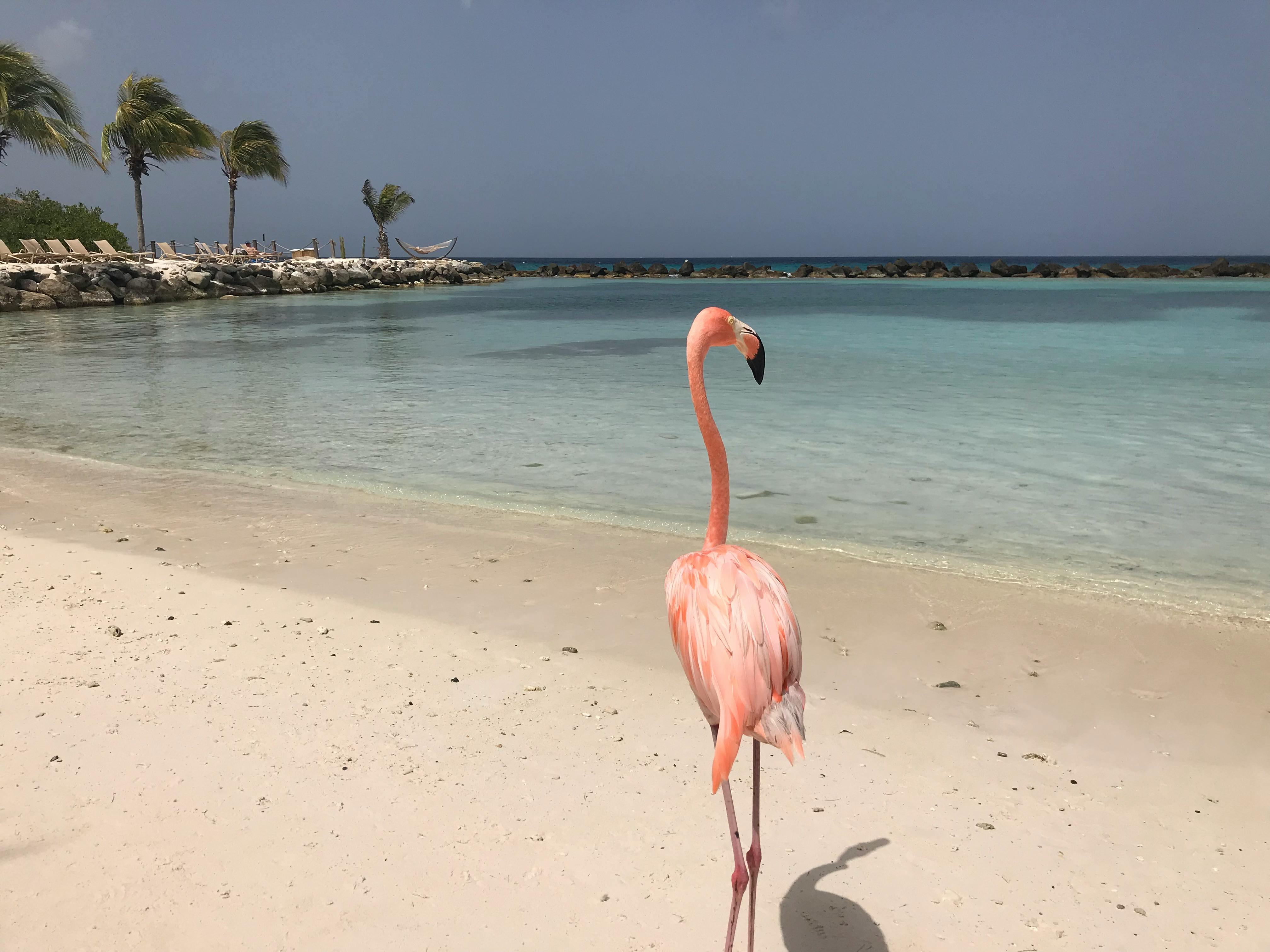 Free stock photo of beach, flamingo, ocean