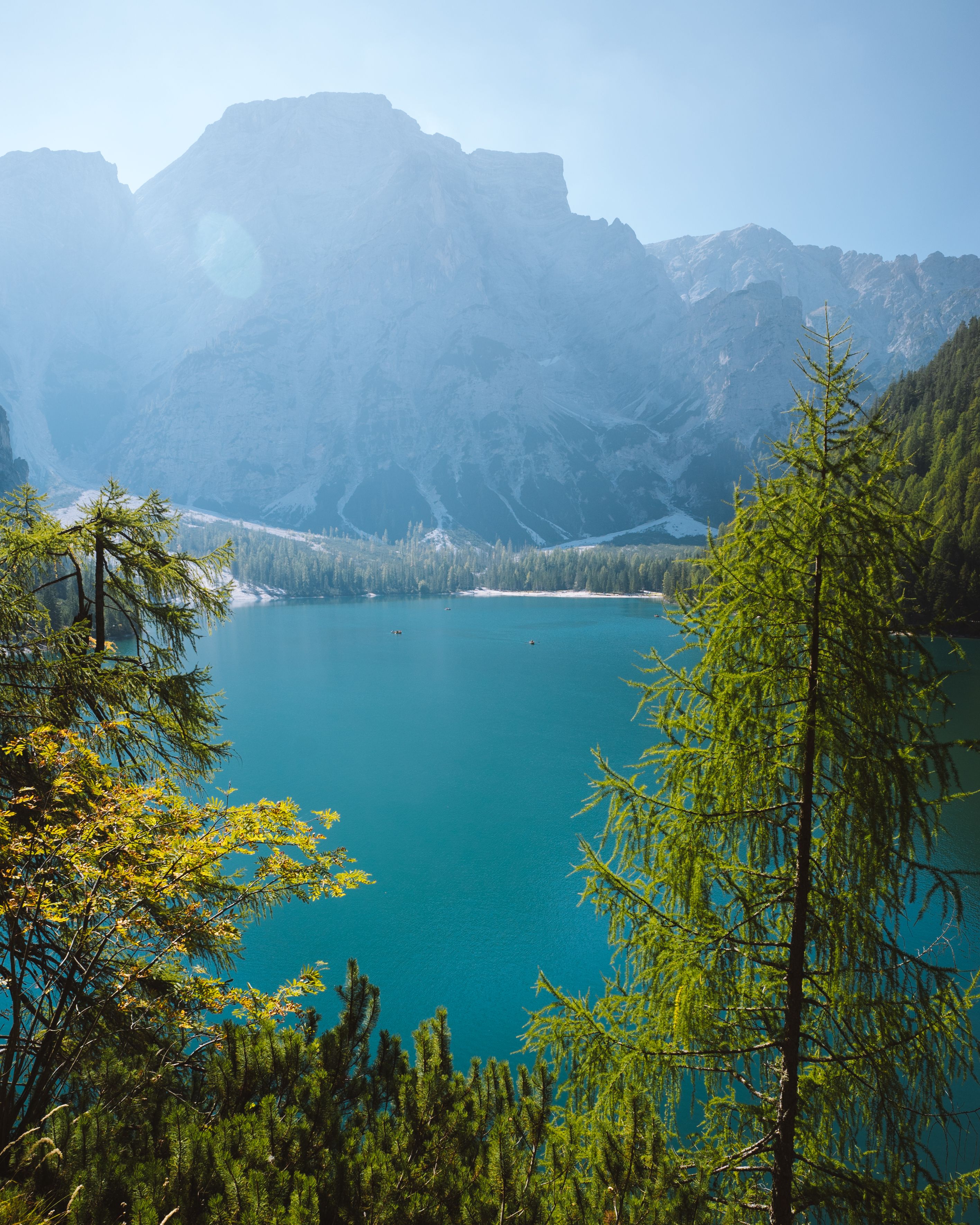Photograph of Green Trees Near a Lake · Free Stock Photo