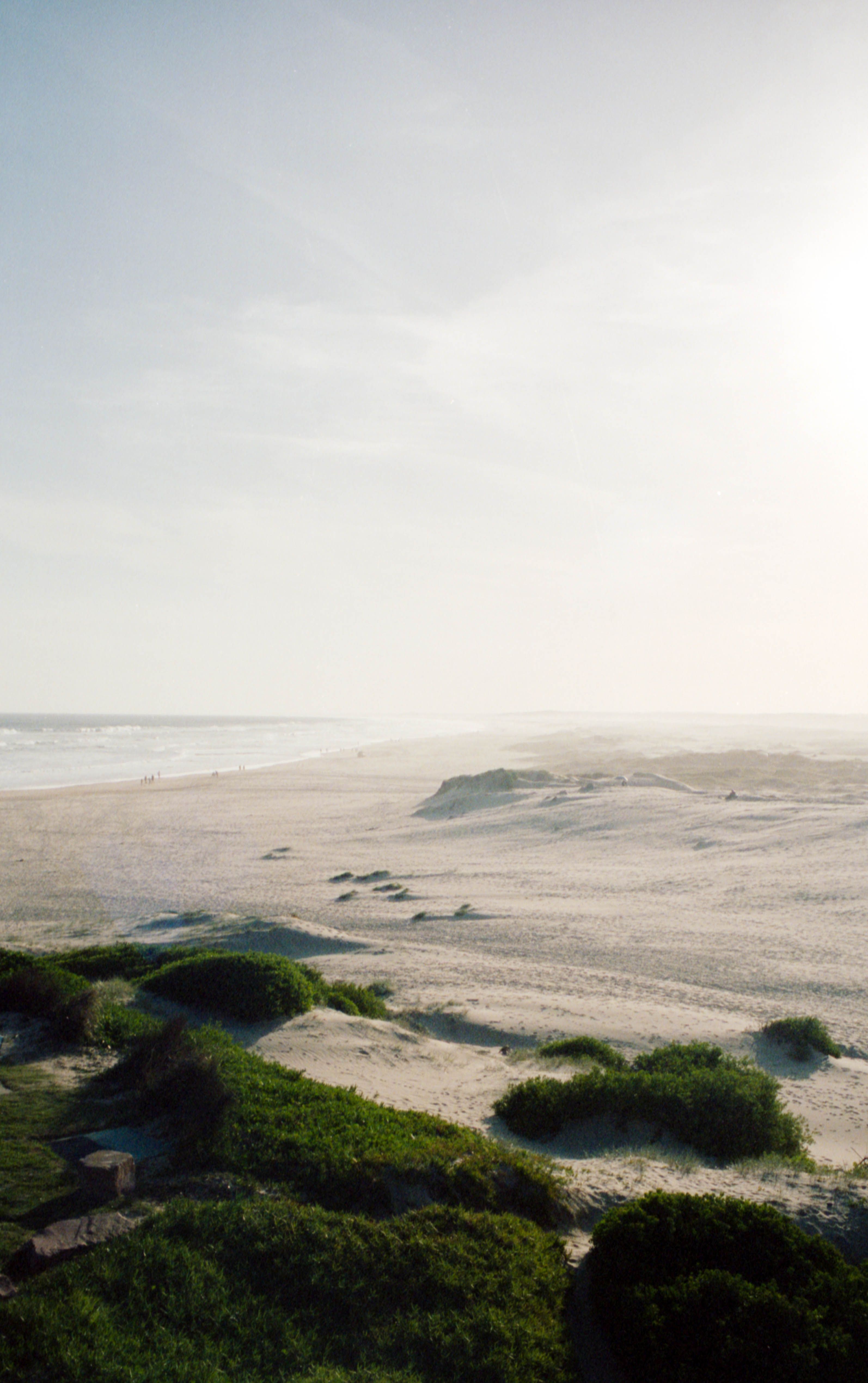 Green Grass on the Sand Near a Beach · Free Stock Photo