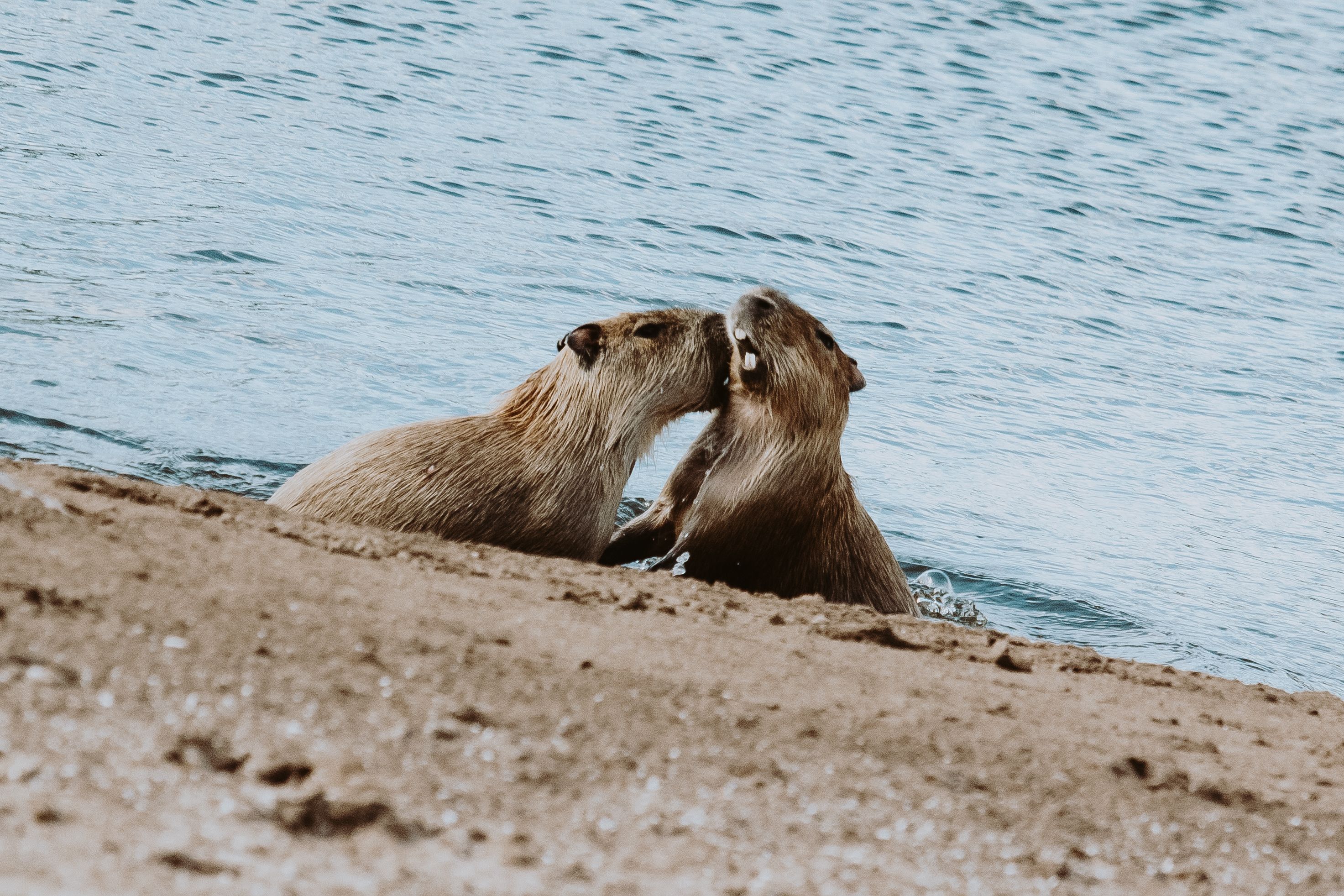 35+ Best Free Capybaras Stock Photos & Images · 100% Royalty-Free HD ...