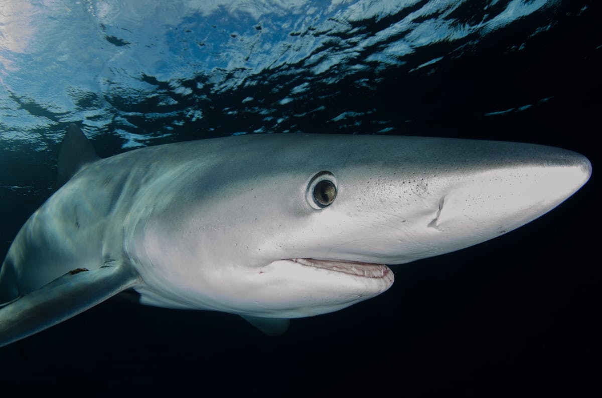 Are sharks going extinct and why it matters to all of us