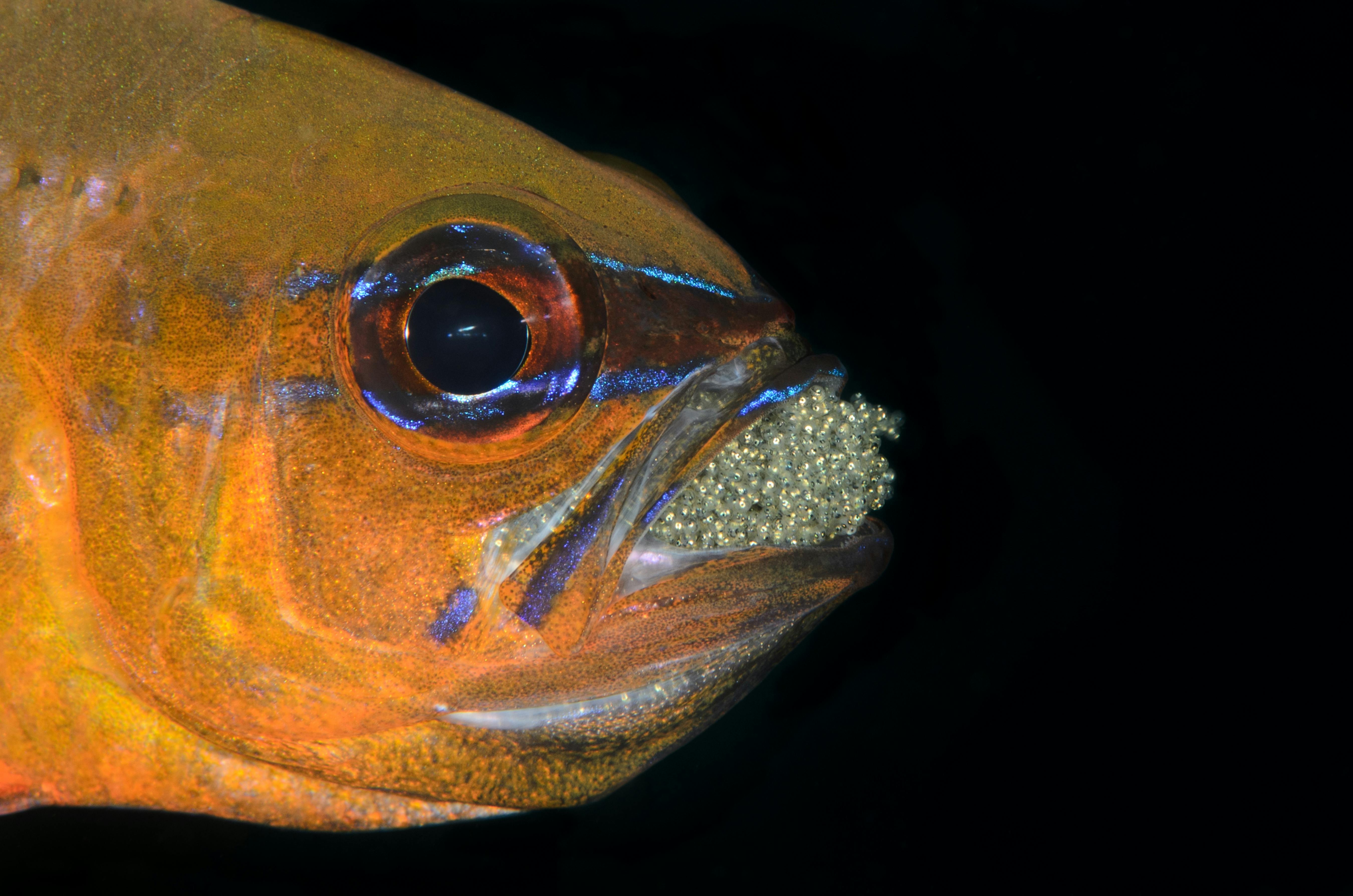 Black and Brown Fish · Free Stock Photo