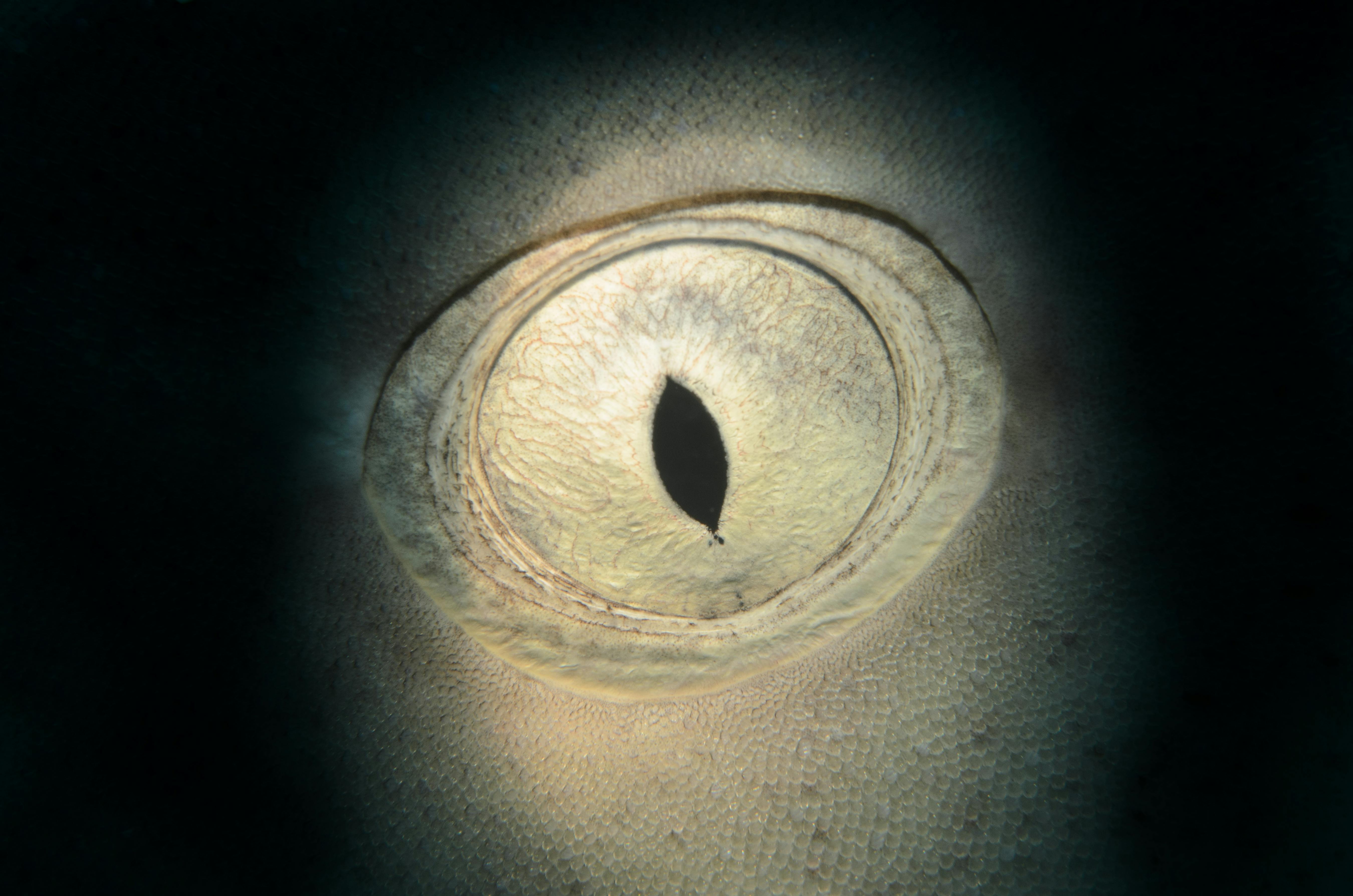 Photo of an Animal Eye · Free Stock Photo