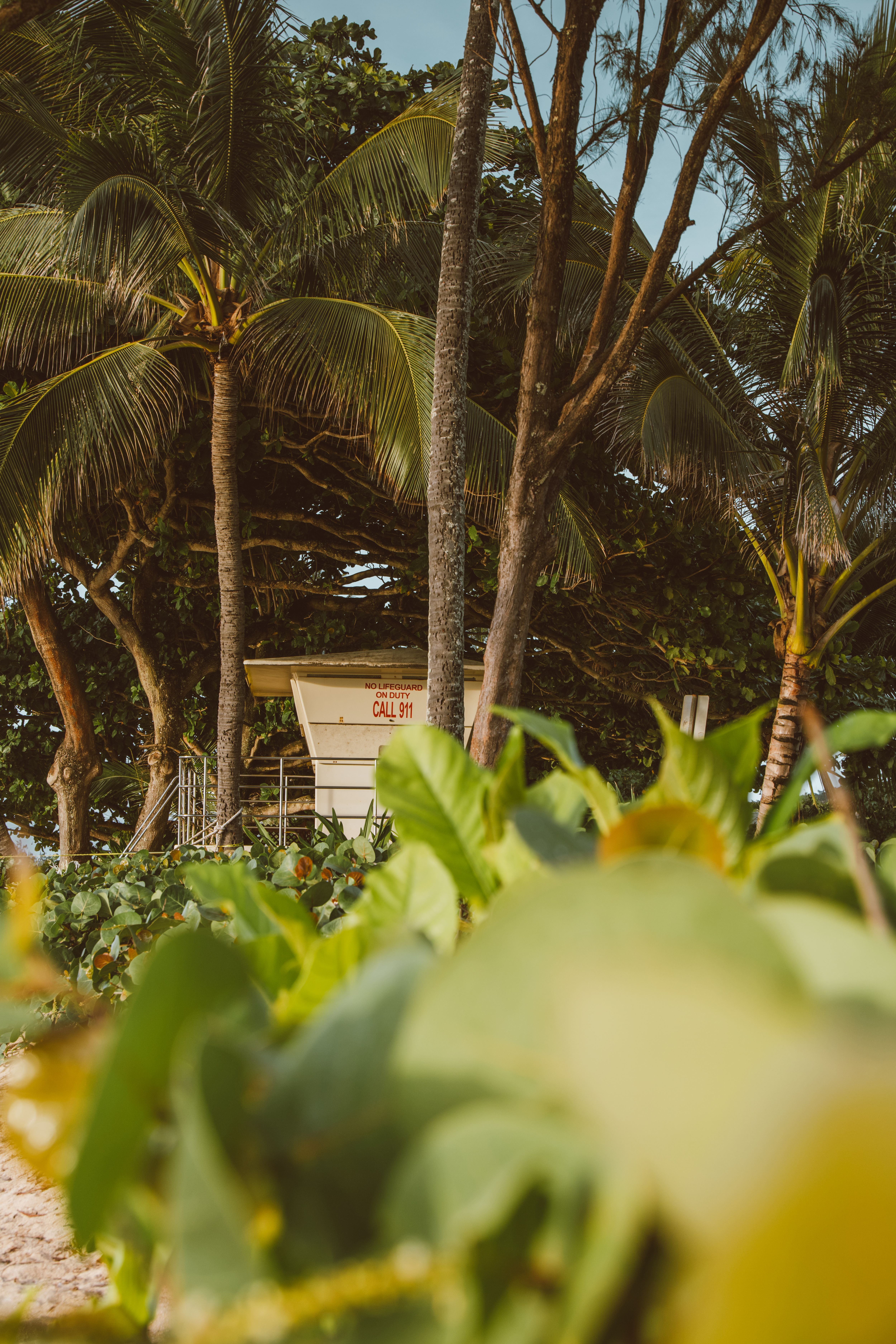 Shed among Palm Trees · Free Stock Photo