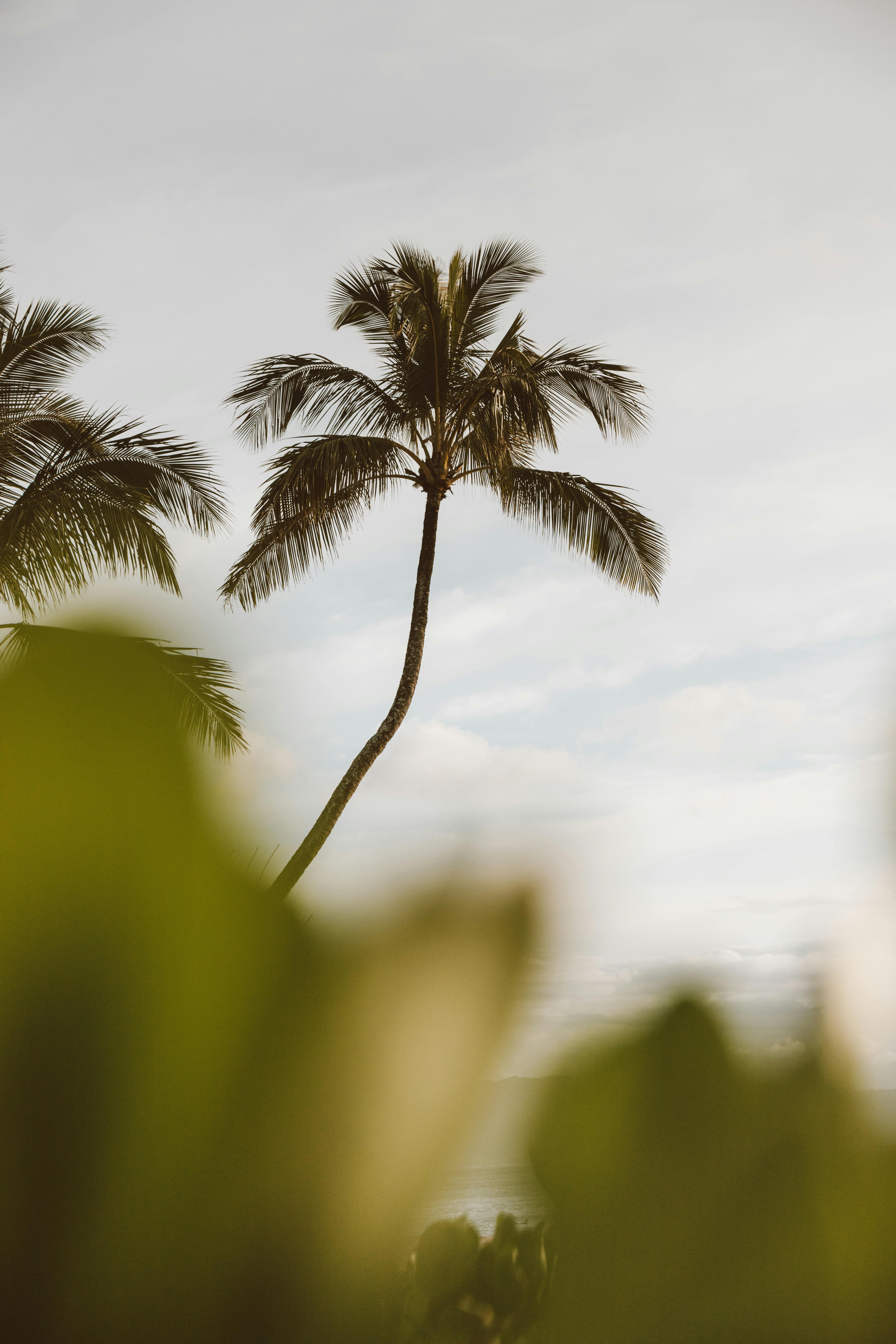 A Coconut Tree · Free Stock Photo