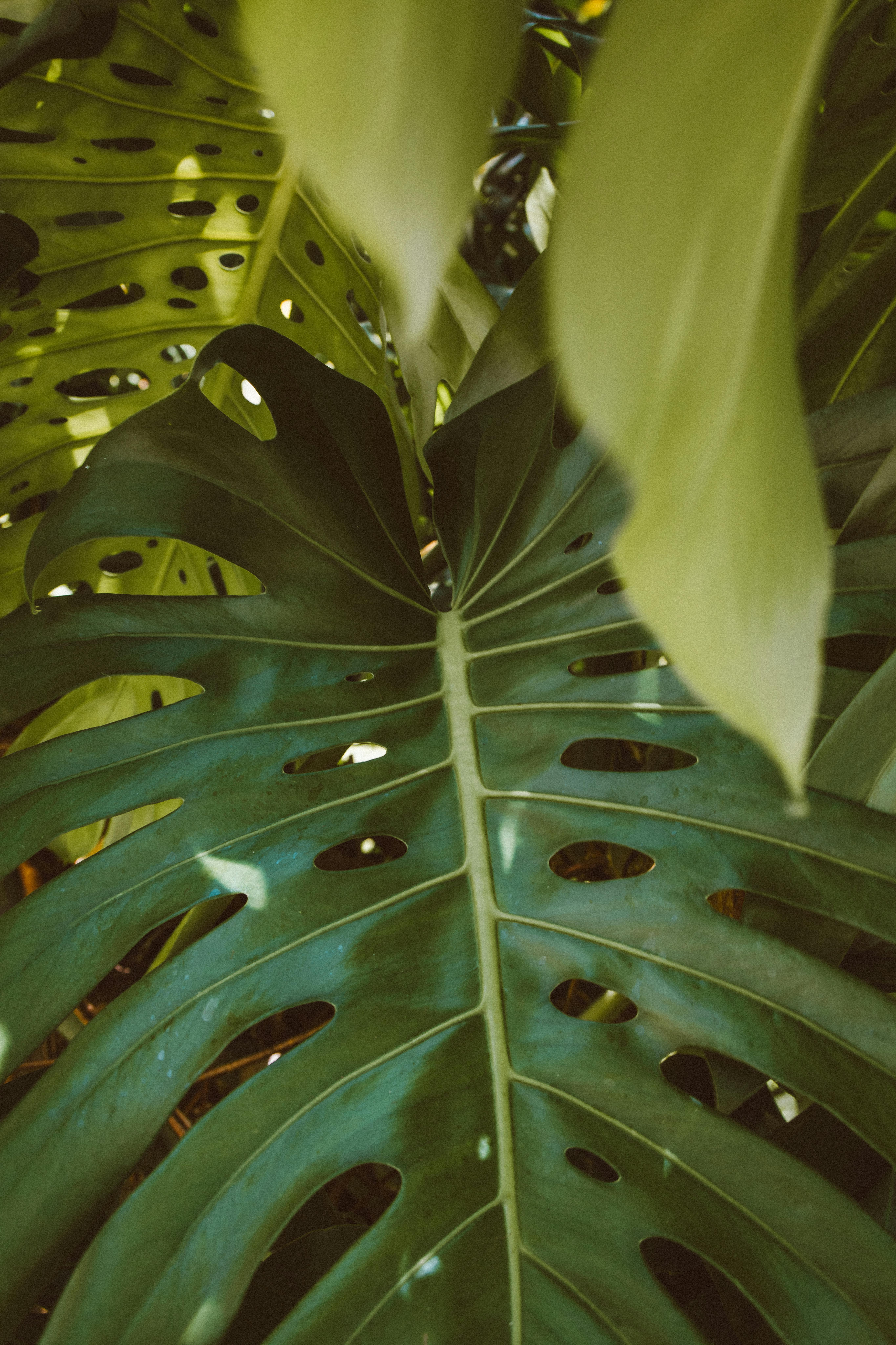 Close-up View of Tropical Leaves · Free Stock Photo