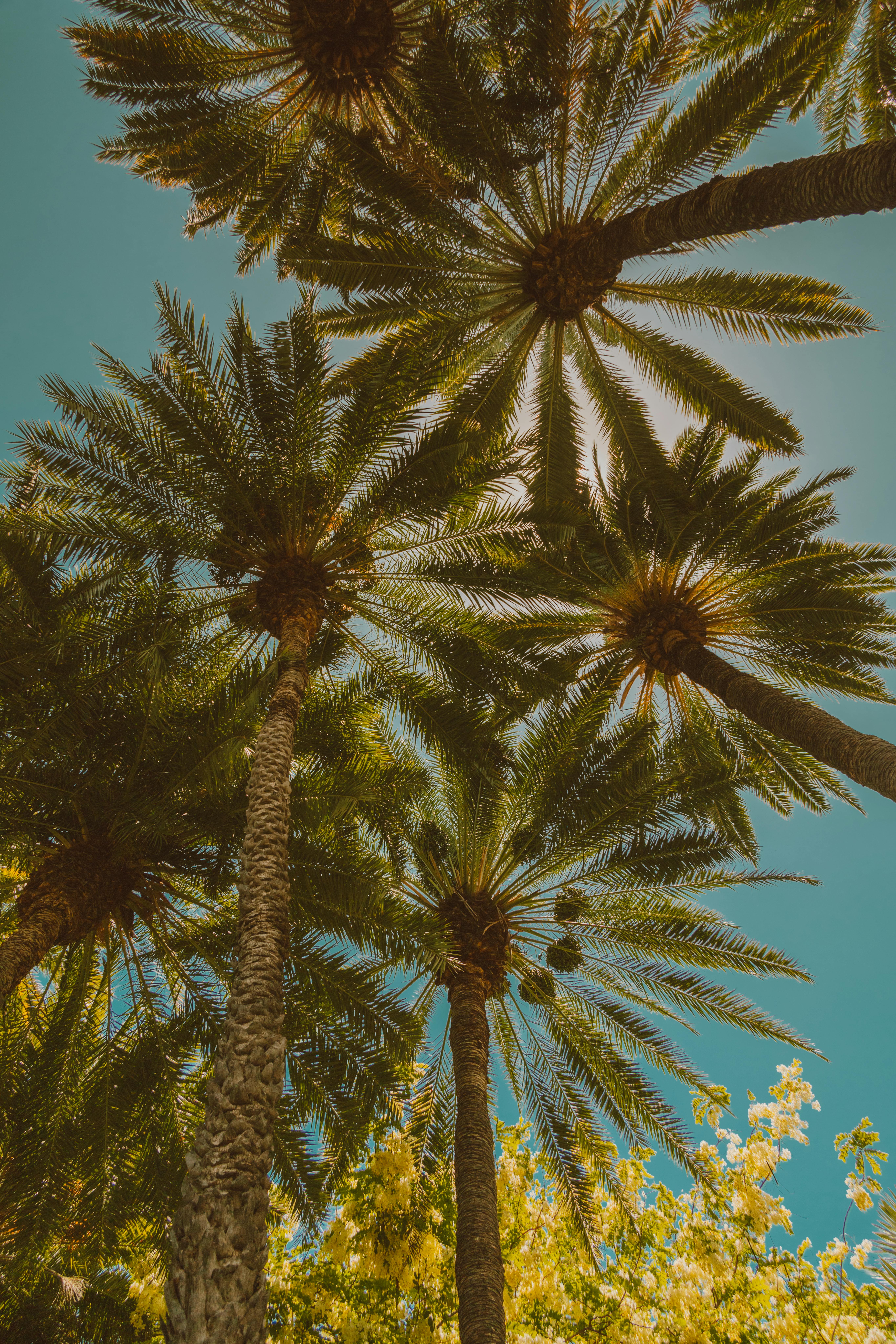 Low Angle Photography of Tree · Free Stock Photo