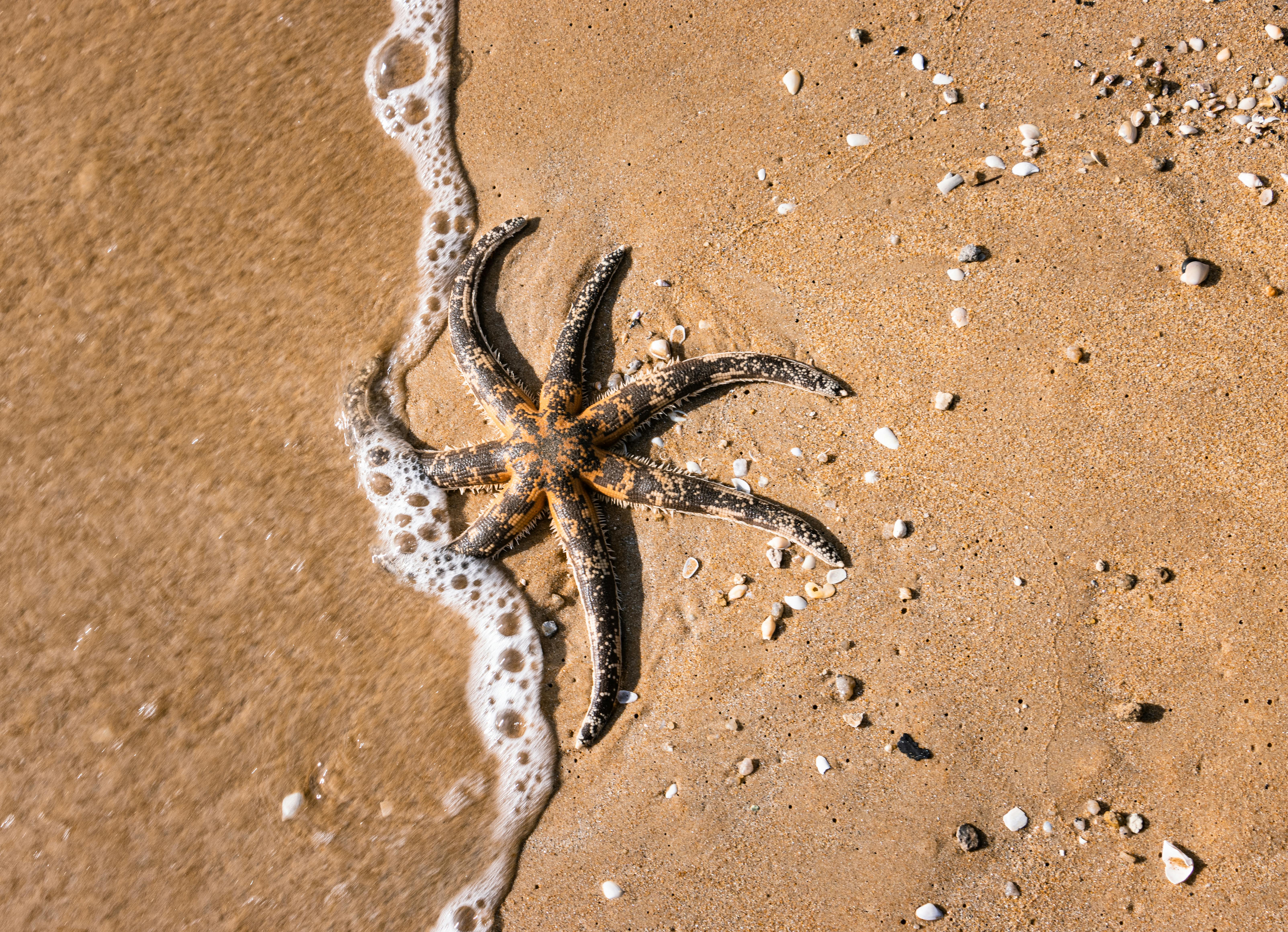 Close up of Starfish · Free Stock Photo