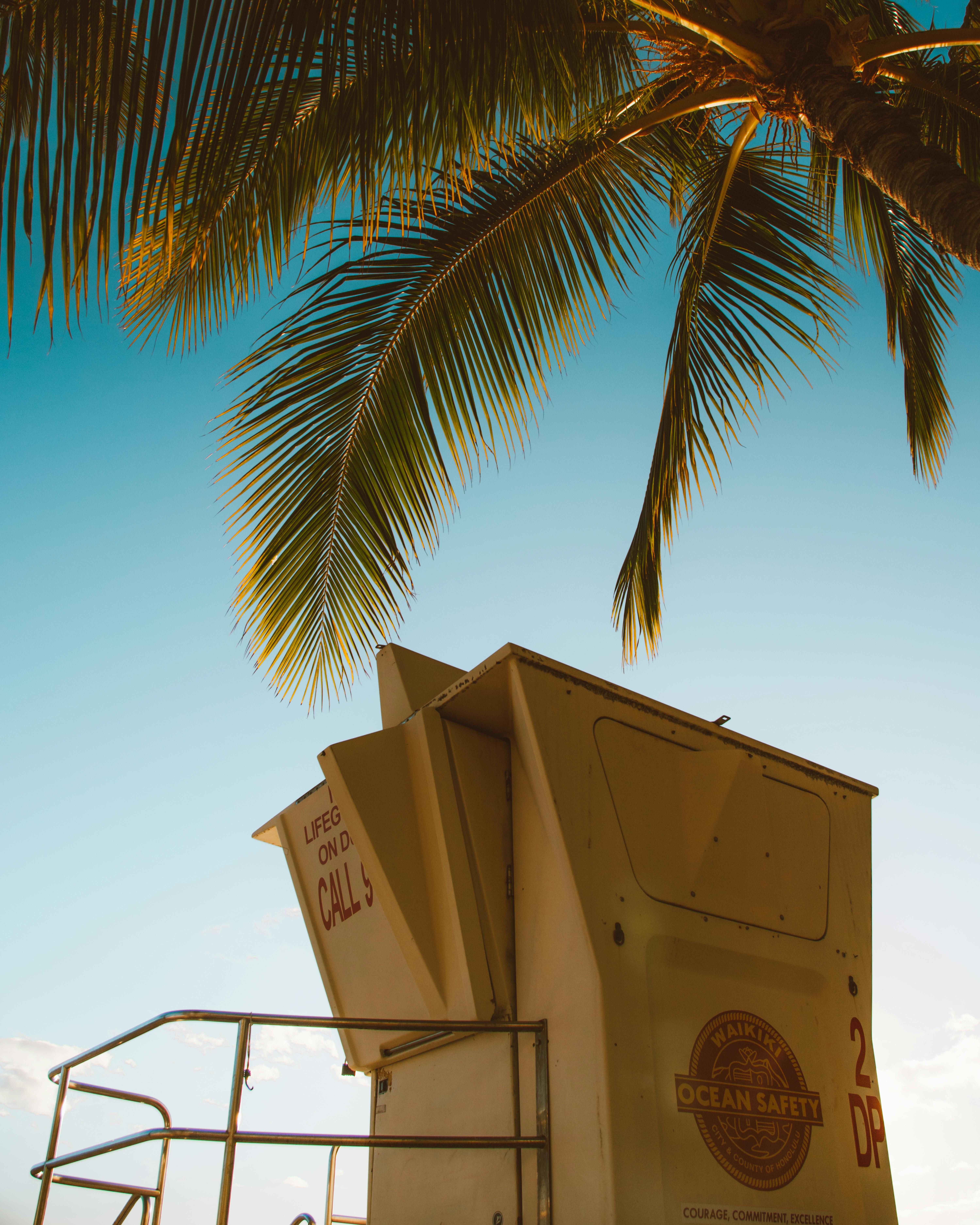 Palm Tree and Rescue Tower · Free Stock Photo