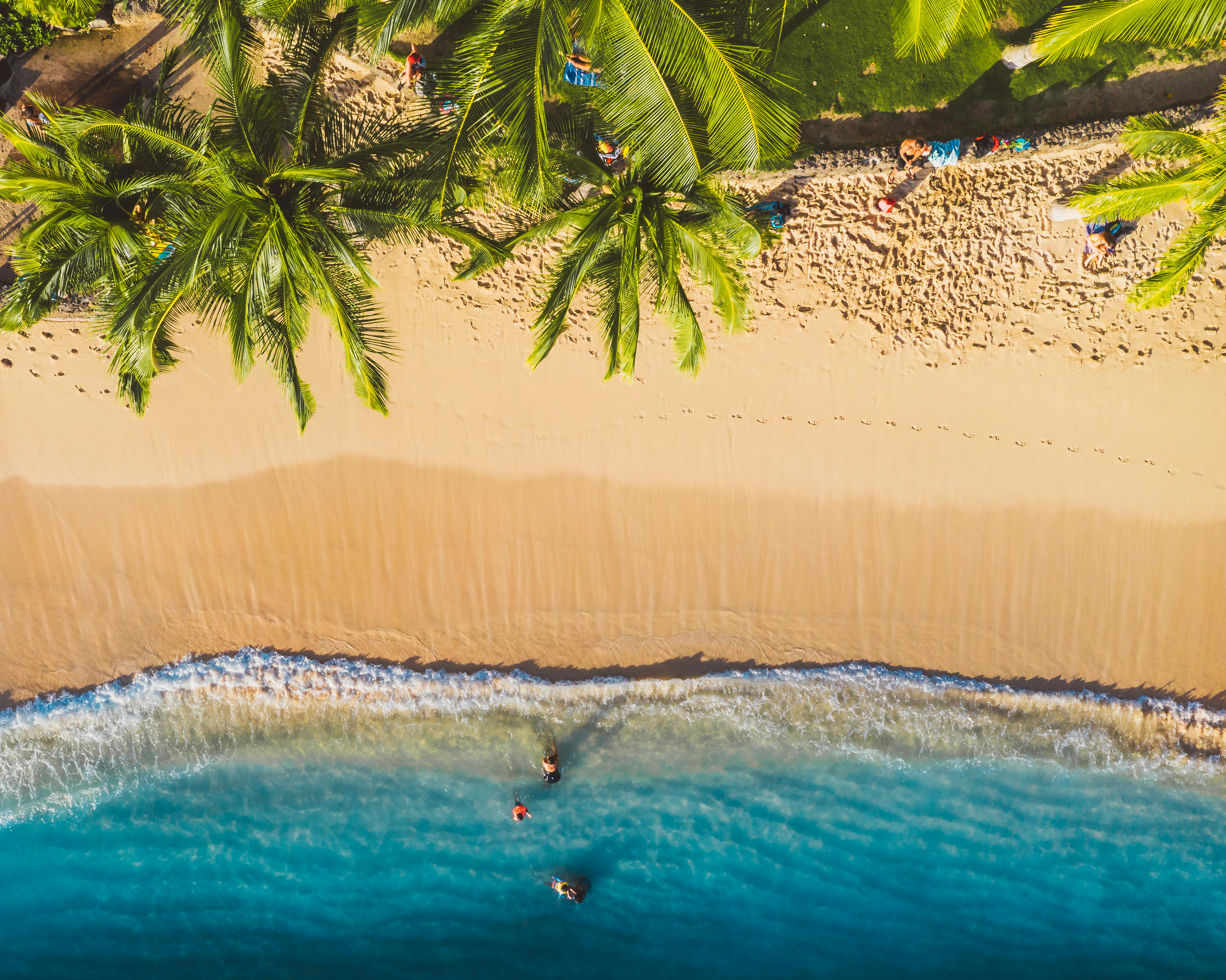 Overhead View of Ocean Beach and Palm Trees · Free Stock Photo