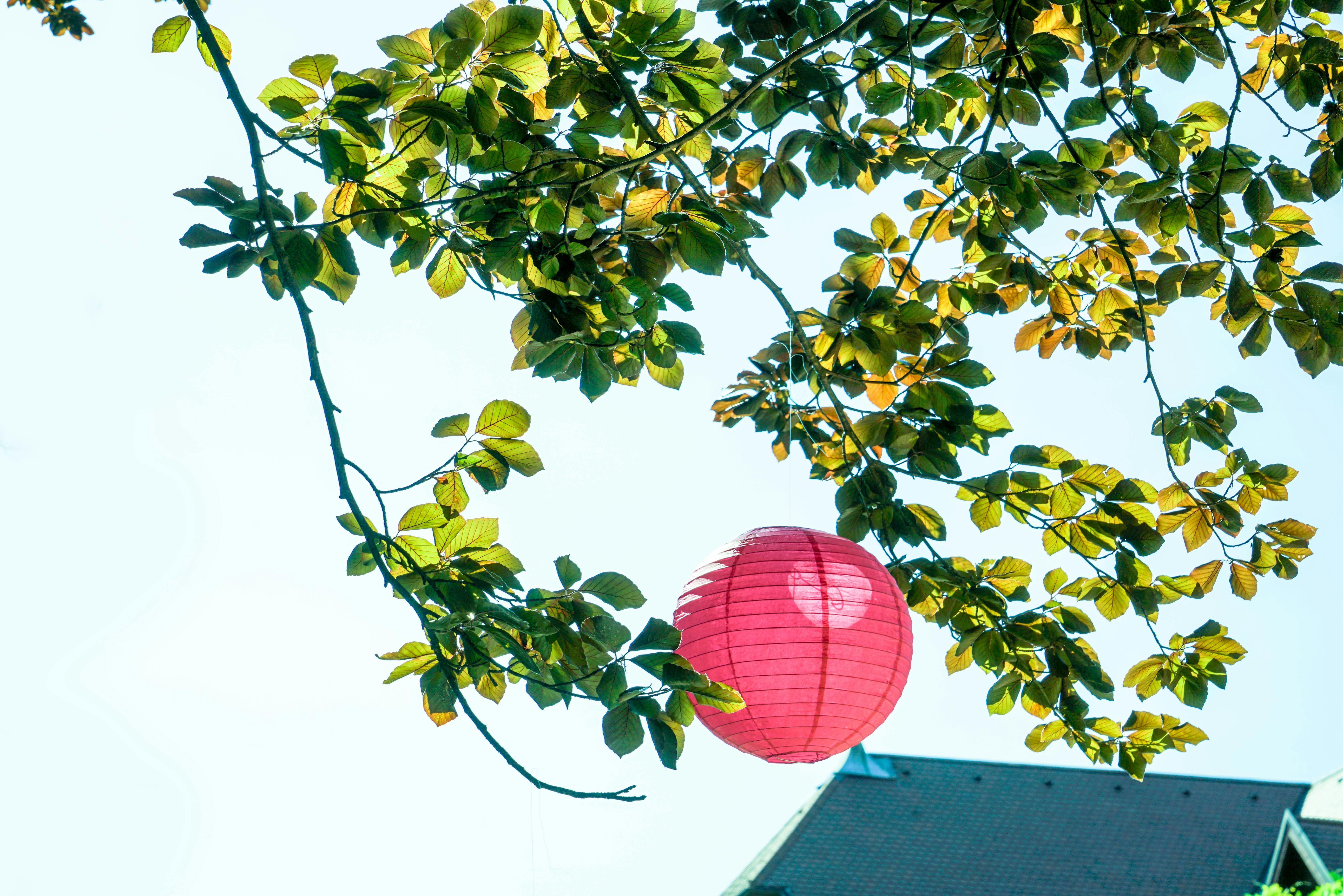 geng geng - Photography