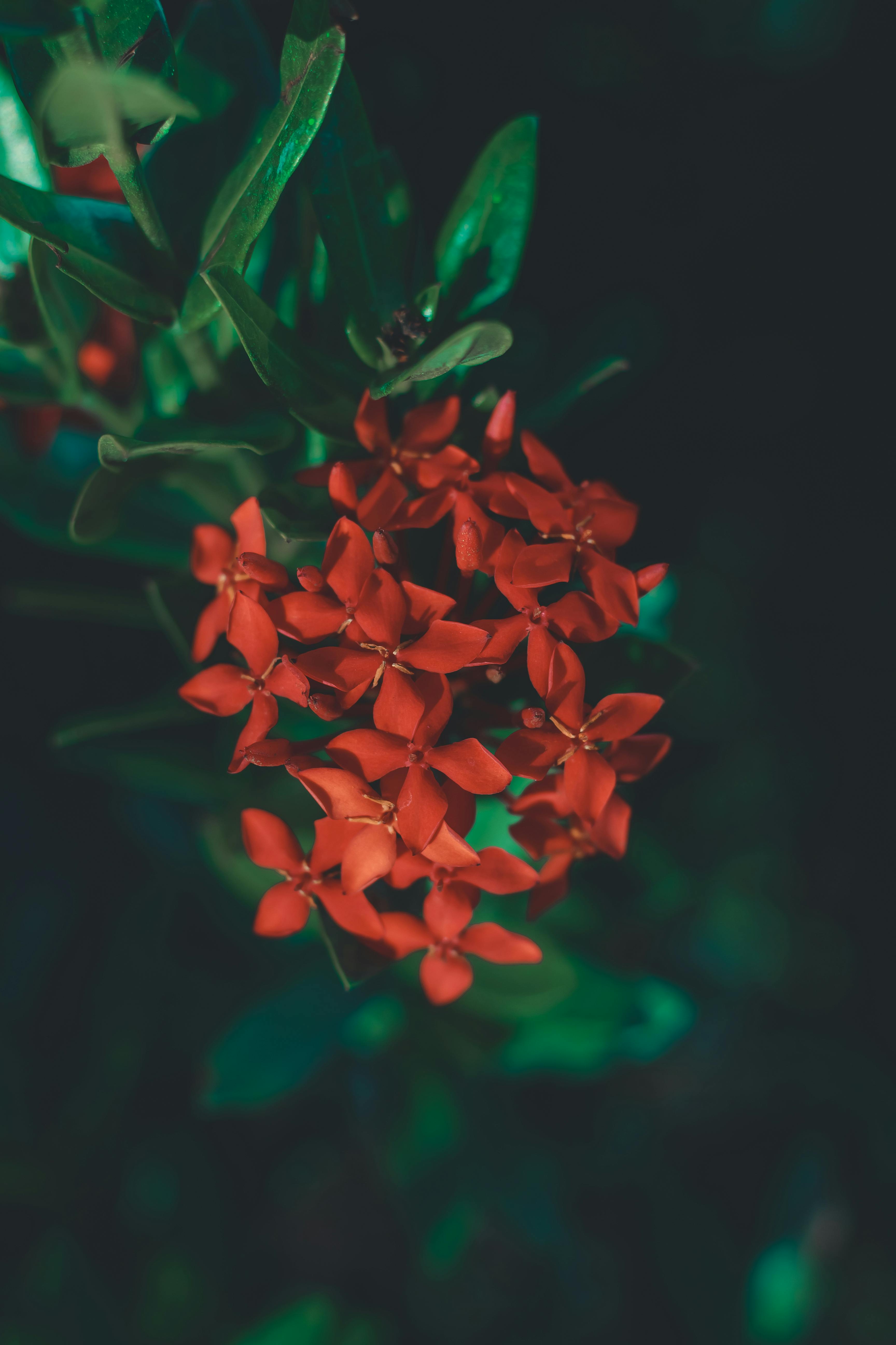 Bright red flowers on green branch · Free Stock Photo