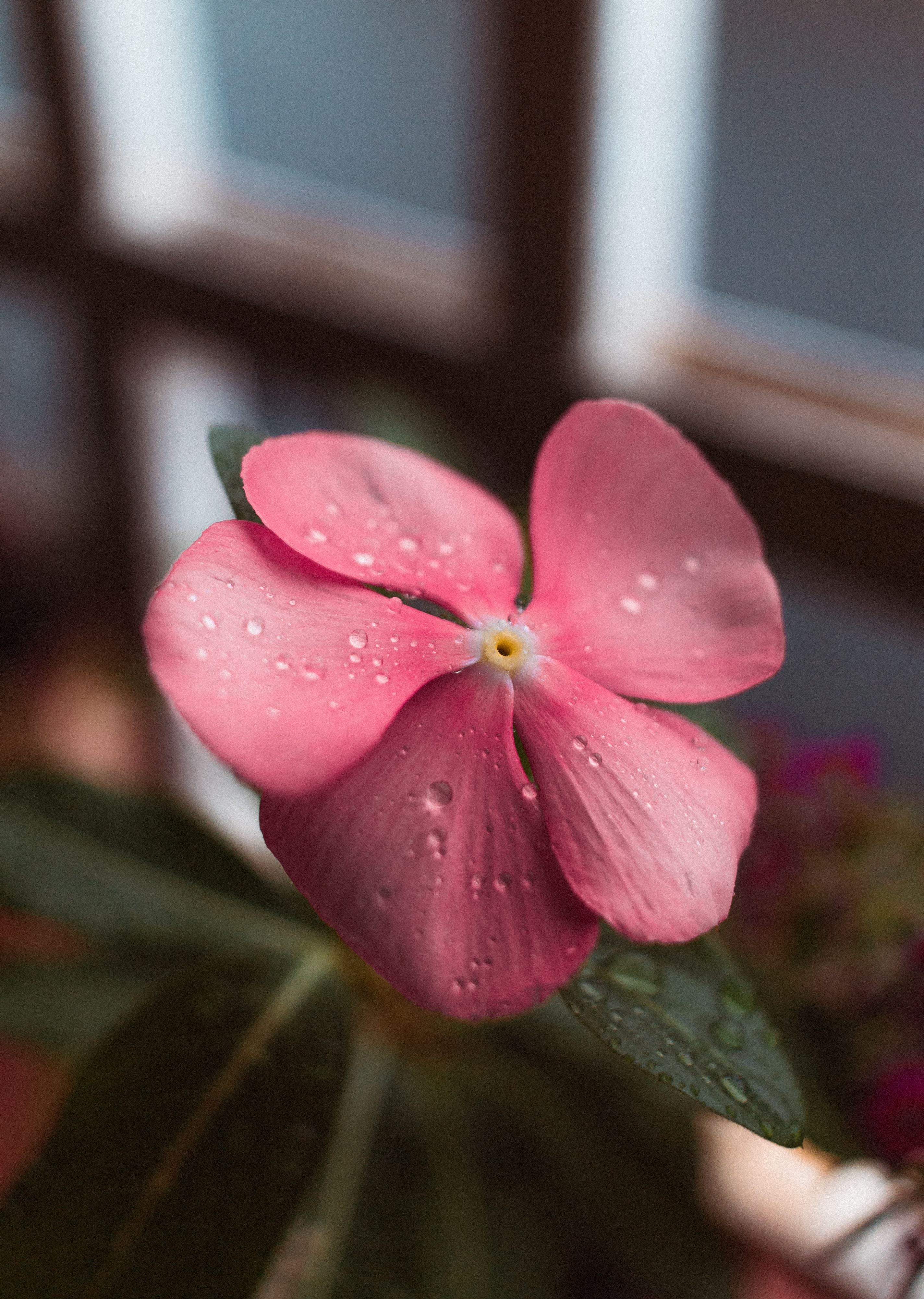 Periwinkle Photos, Download The BEST Free Periwinkle Stock Photos & HD ...