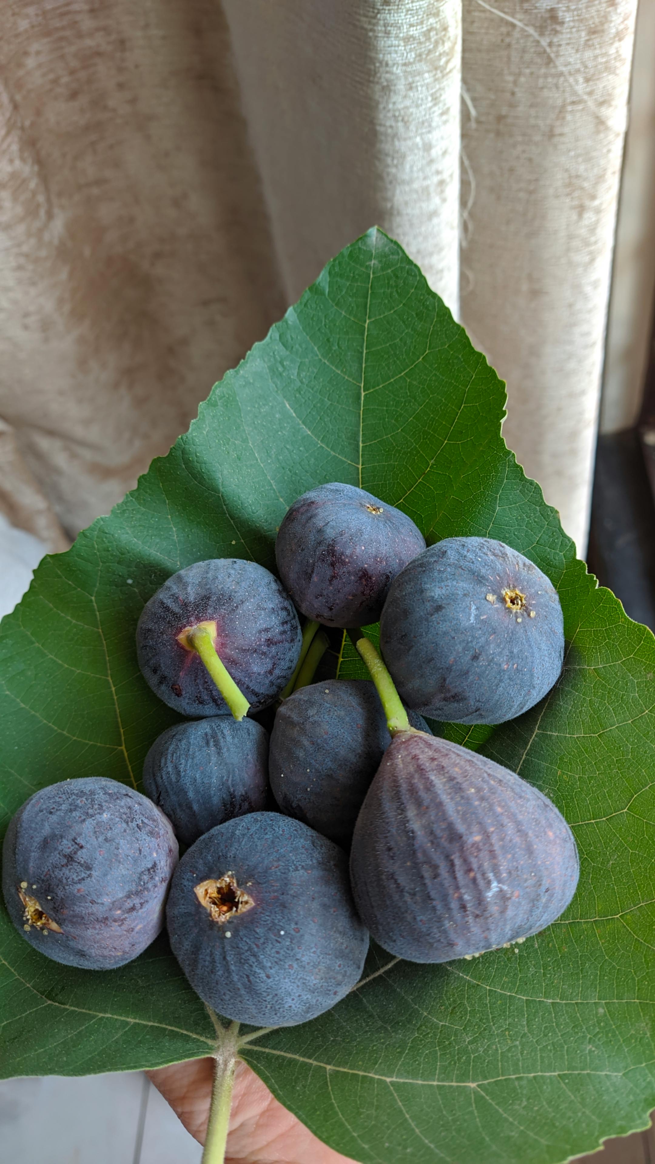 Hamza Jamil - 사진