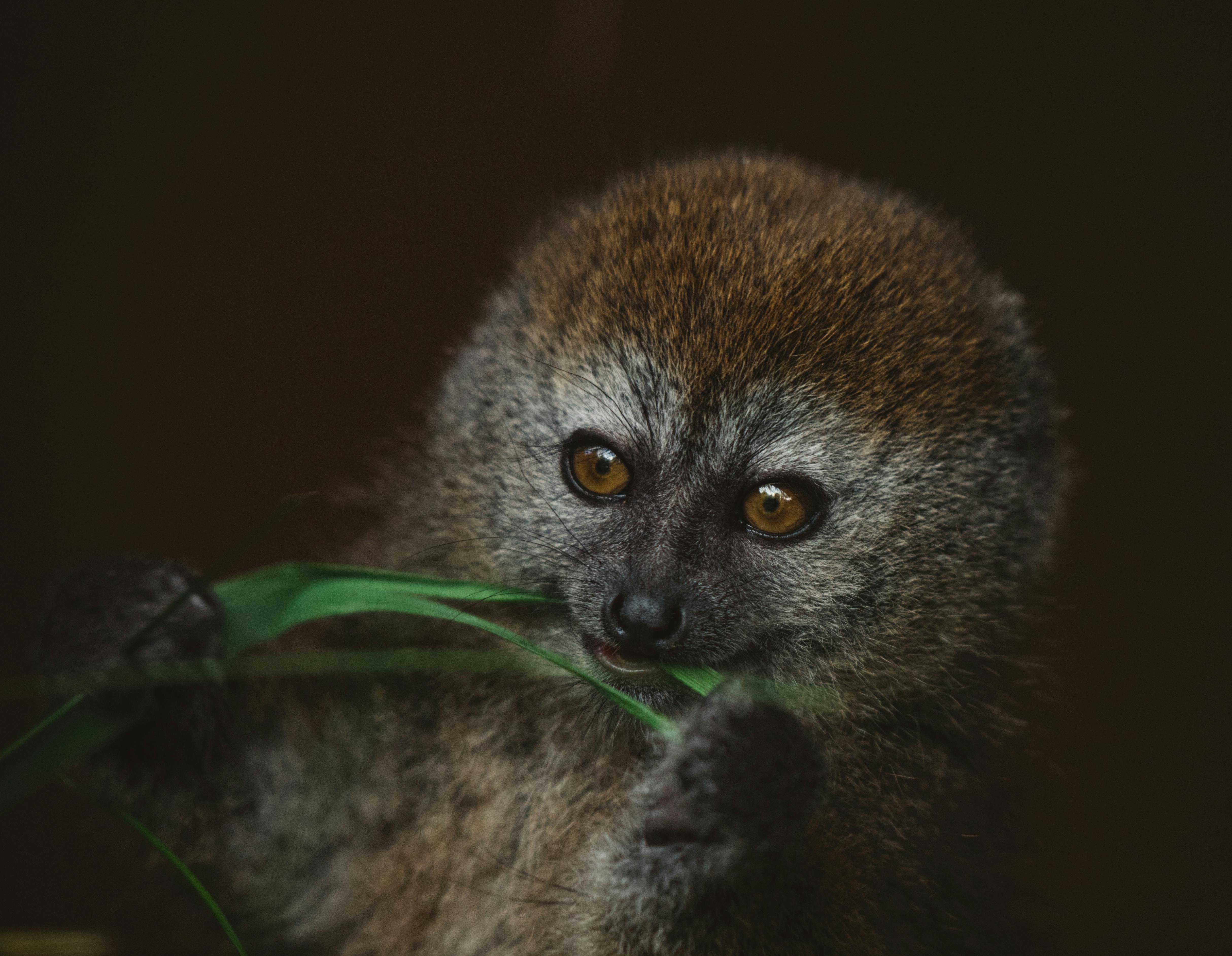 Beautiful Monkey Photos, Download The BEST Free Beautiful Monkey Stock ...