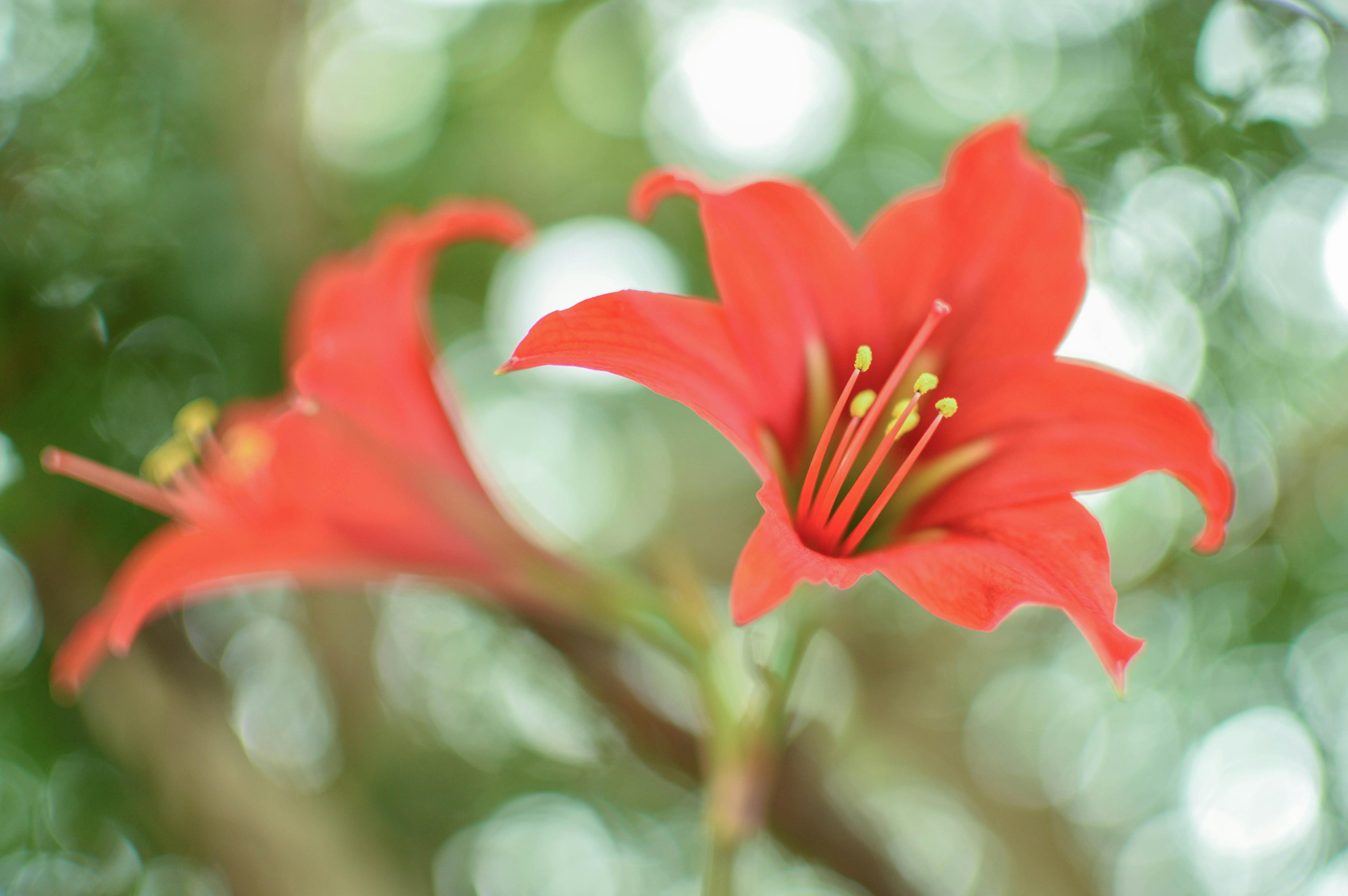 Red Petaled Flowers · Free Stock Photo