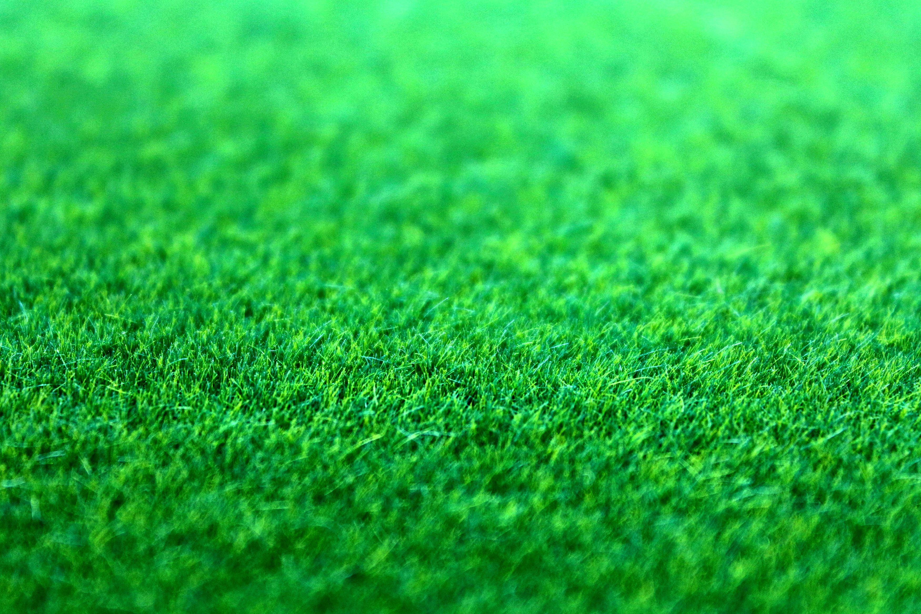 Foto de stock gratuita sobre campo, césped, hierba