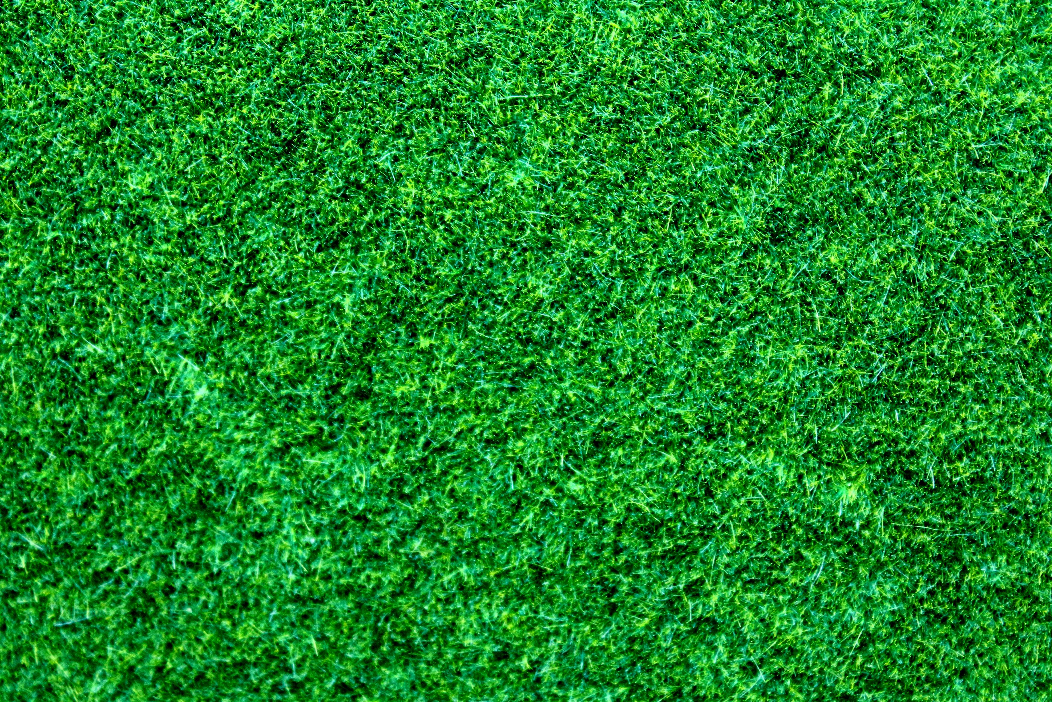 Green Grass · Free Stock Photo