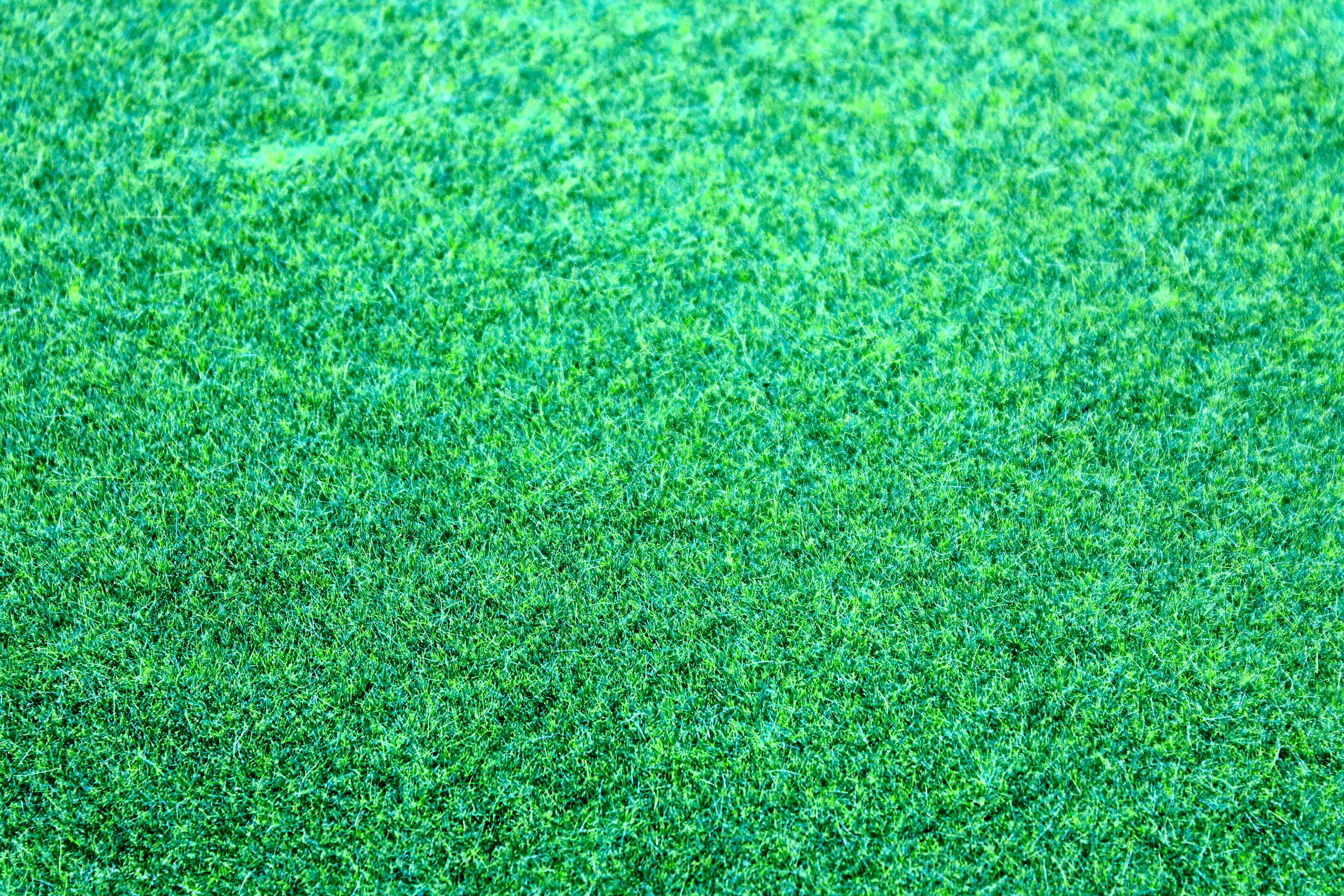 Green Grass · Free Stock Photo