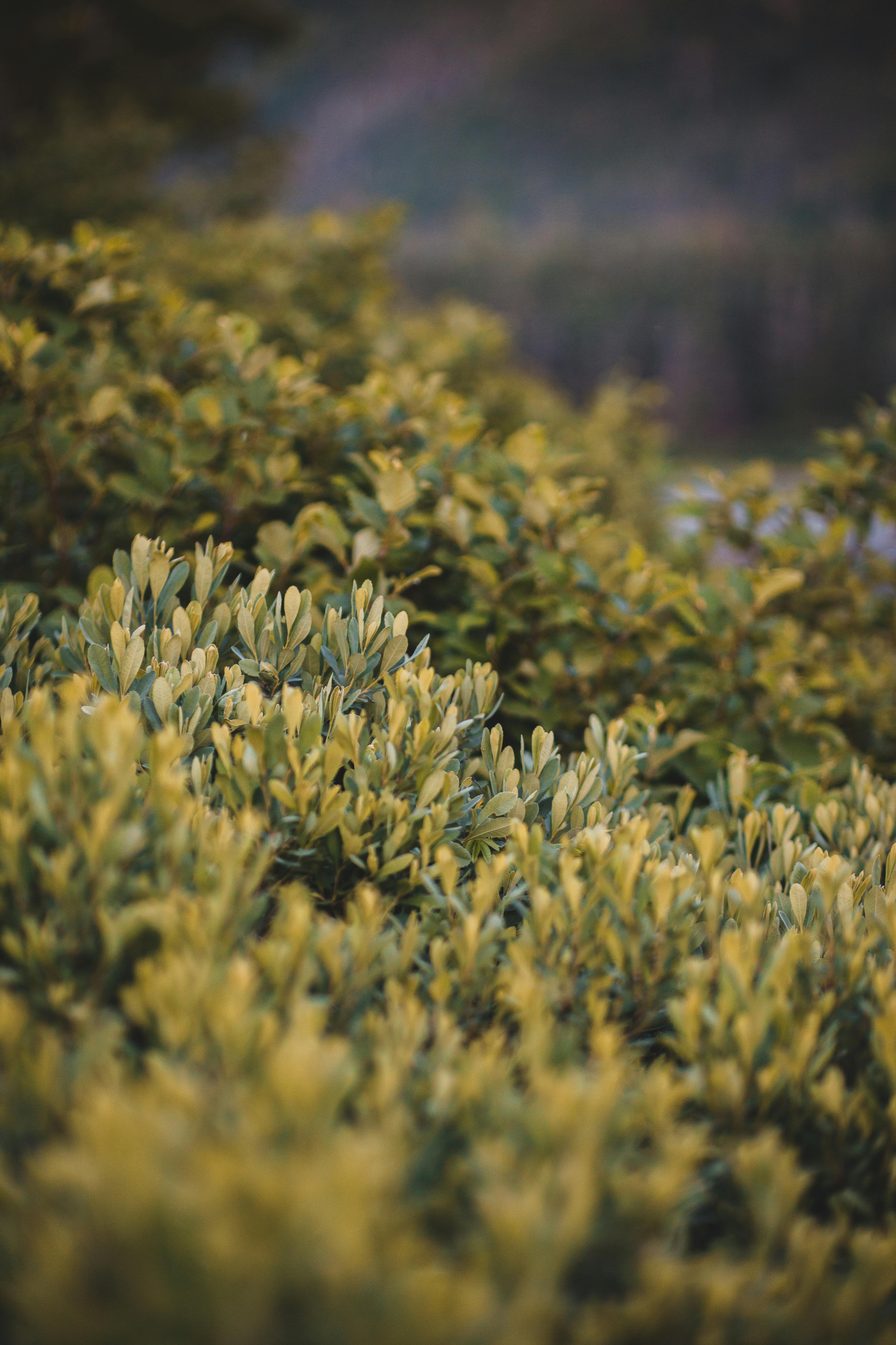 Vibrant small leaves of microgreen · Free Stock Photo