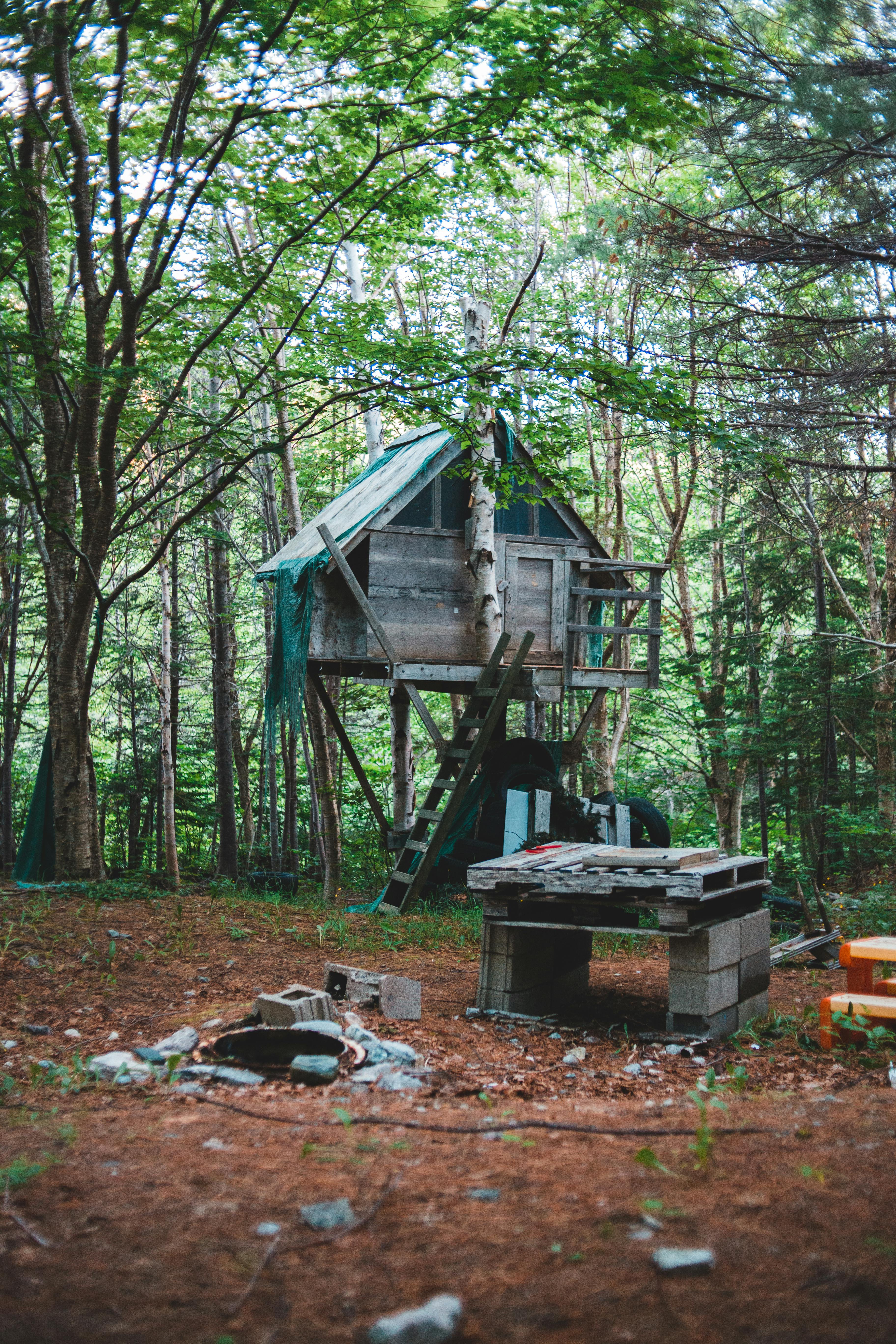 20+ Best Treehouse Photos · 100% Free Download · Pexels Stock Photos