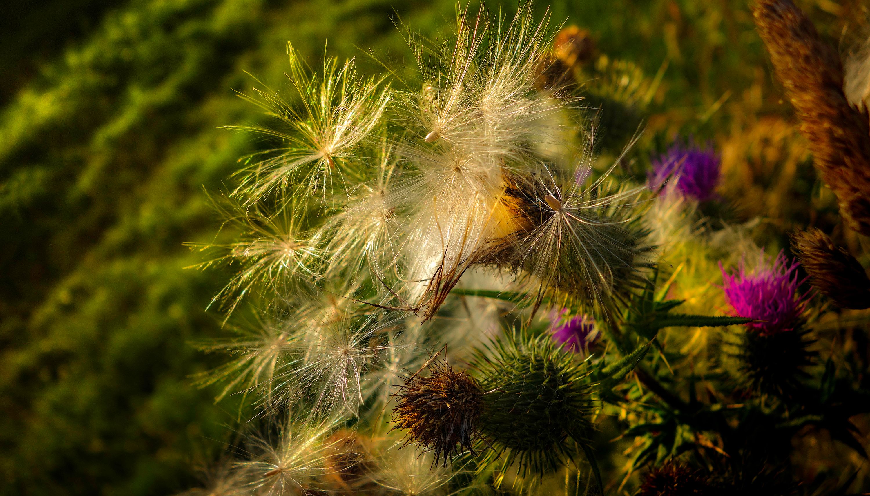 Milk Thistle in Close Up Photography · Free Stock Photo
