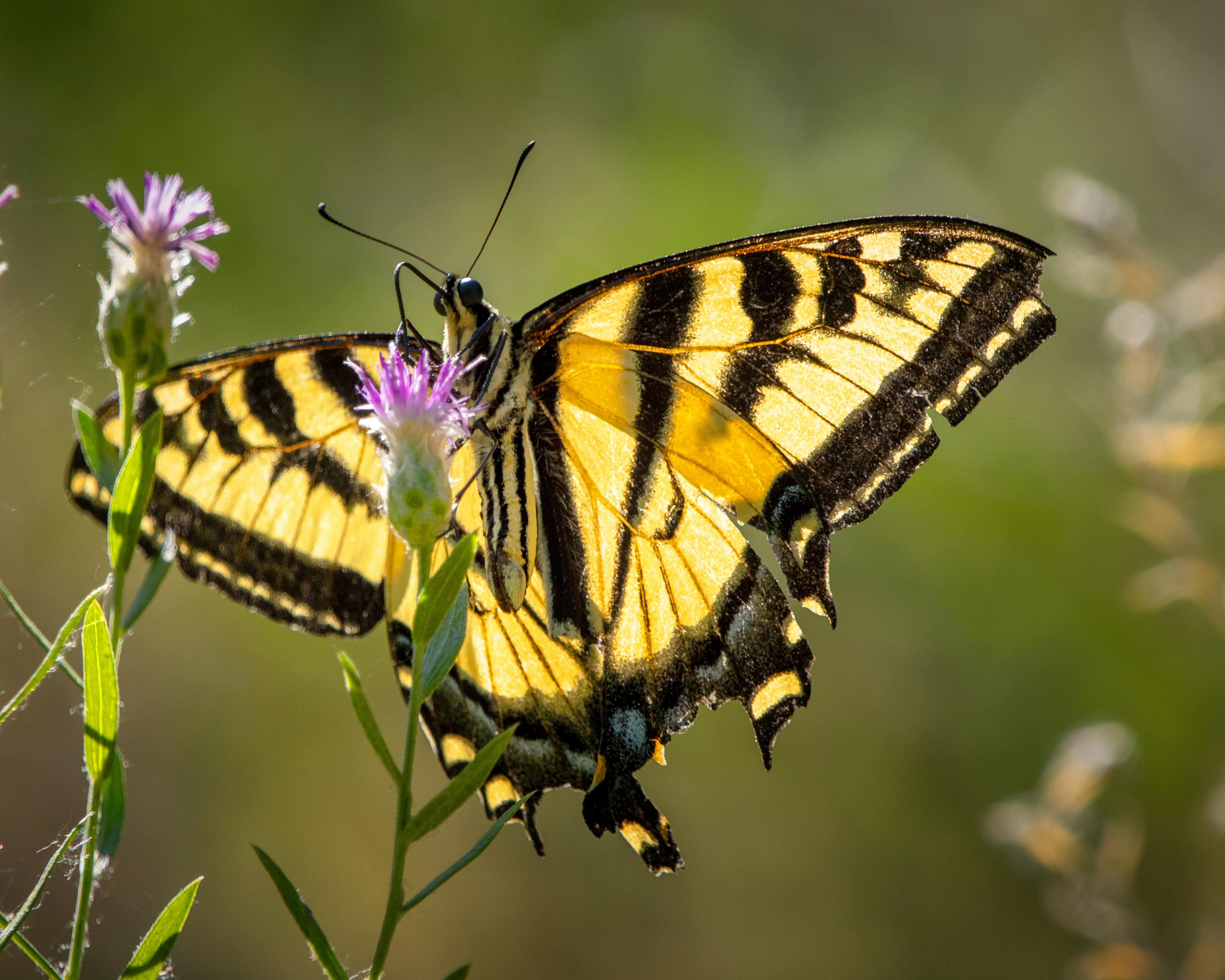 Butterflies on Puddle · Free Stock Photo