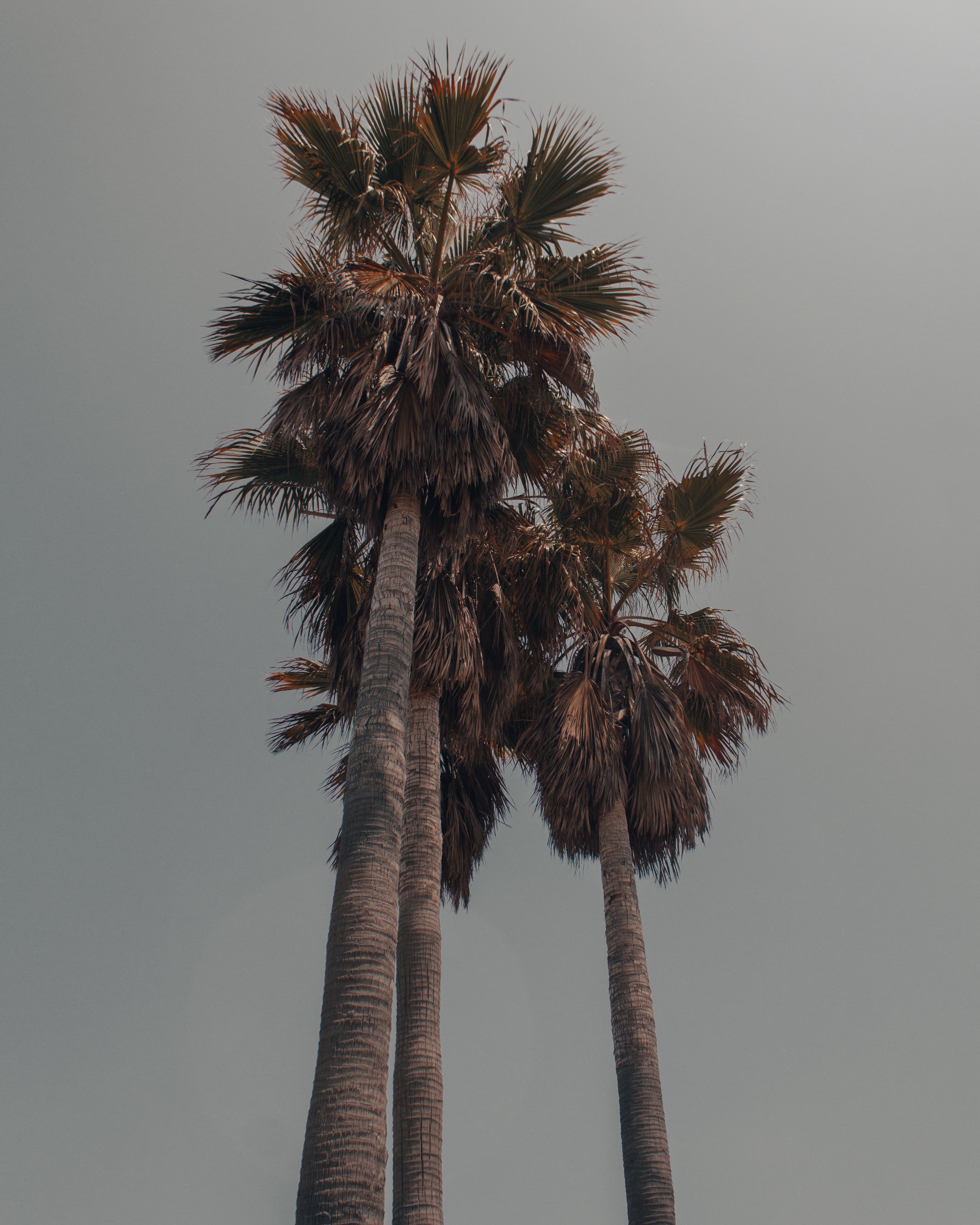 Palm Tree Simple Photos, Download Free Palm Tree Simple Stock Photos ...