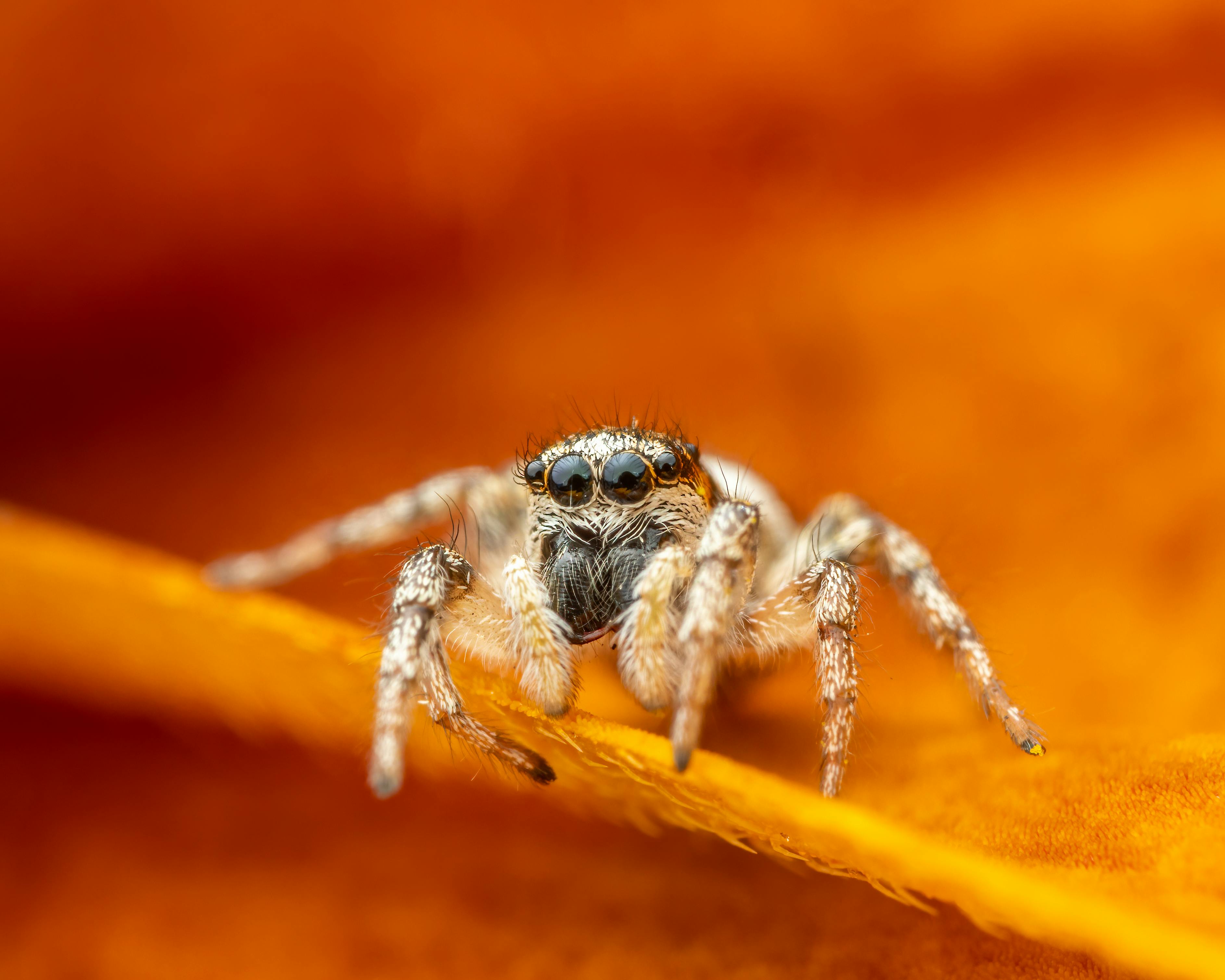 Adorable spider on yellow petal · Free Stock Photo